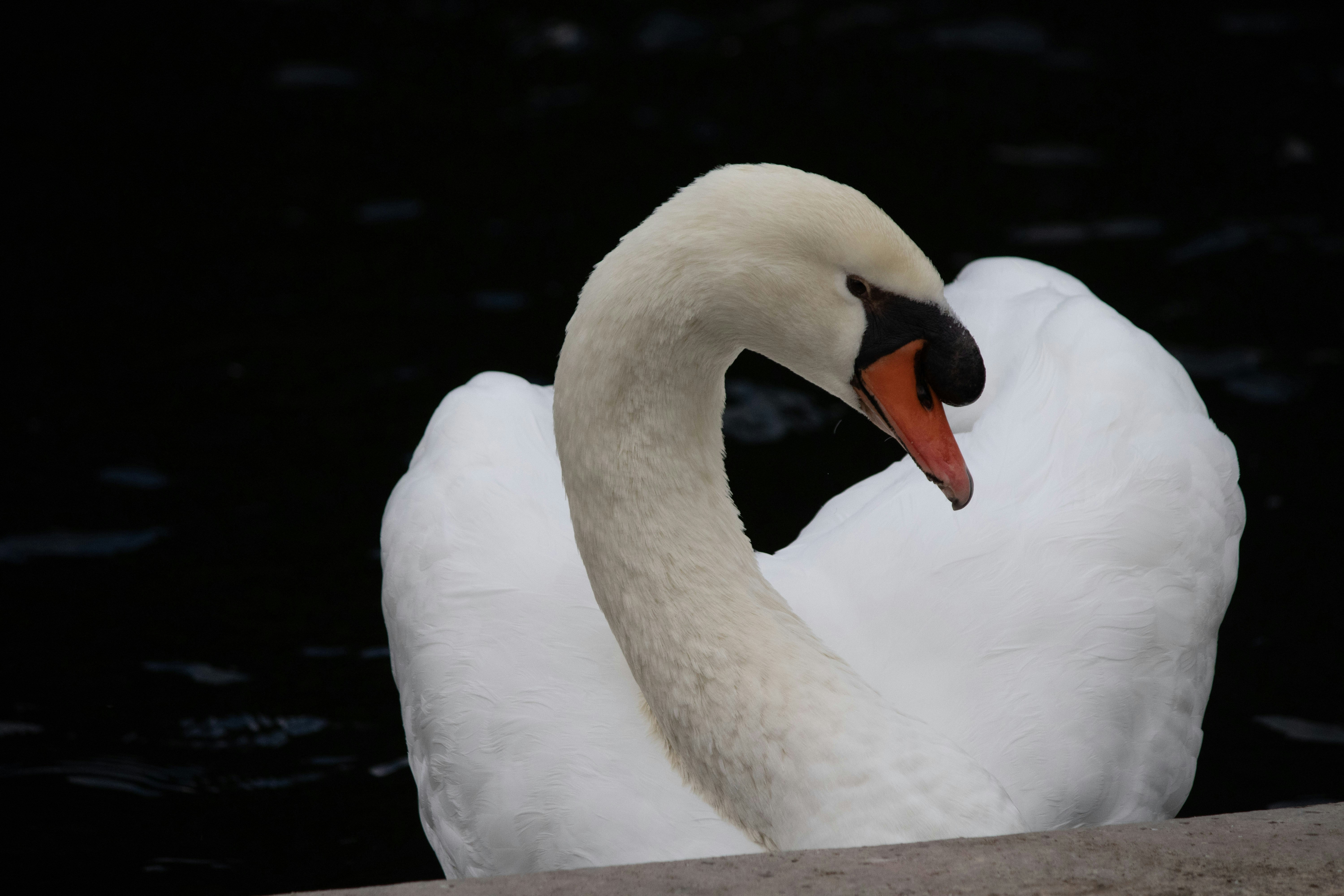 White swan - photo contrast, France
