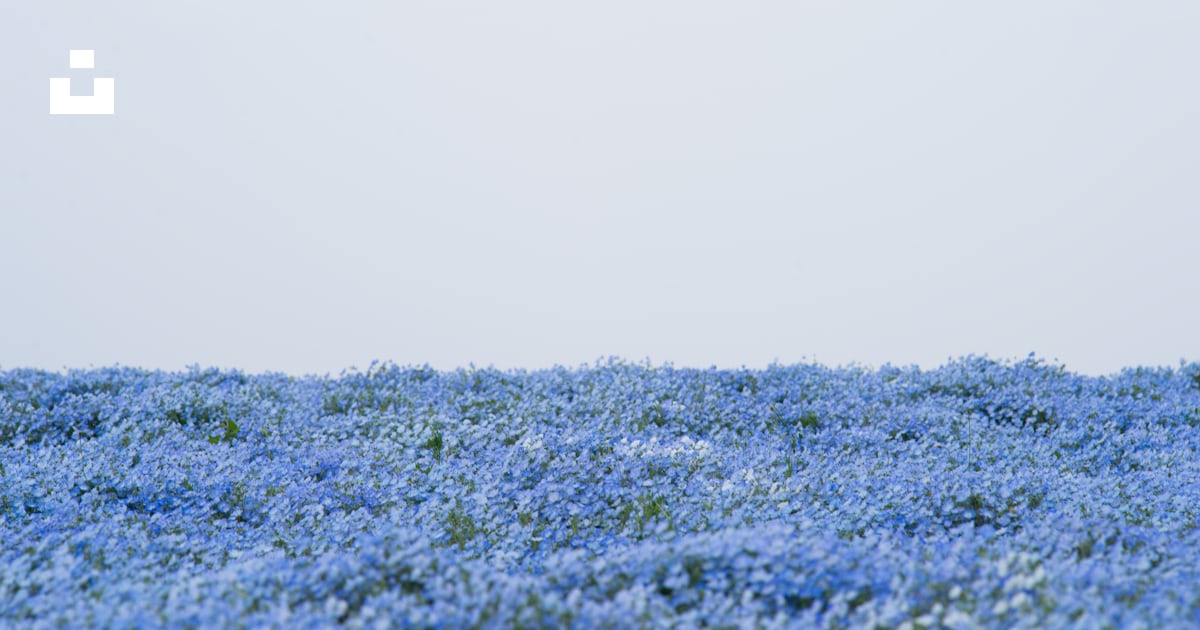 하늘을 나는 연이 있는 푸른 꽃밭 사진 Unsplash의 무료 파랑 이미지