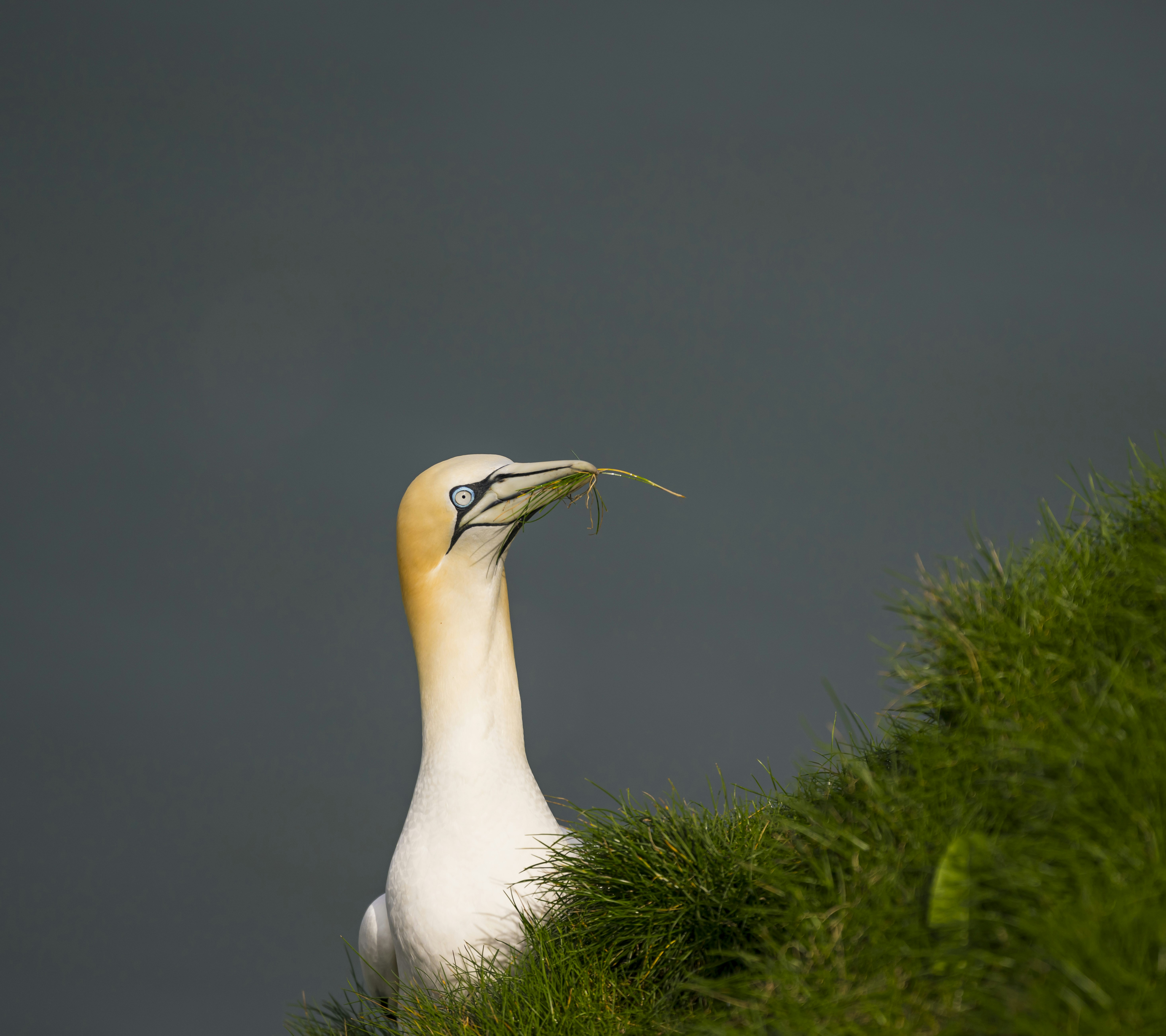 Gannet with grass in its beak on a grassy cliff edge.