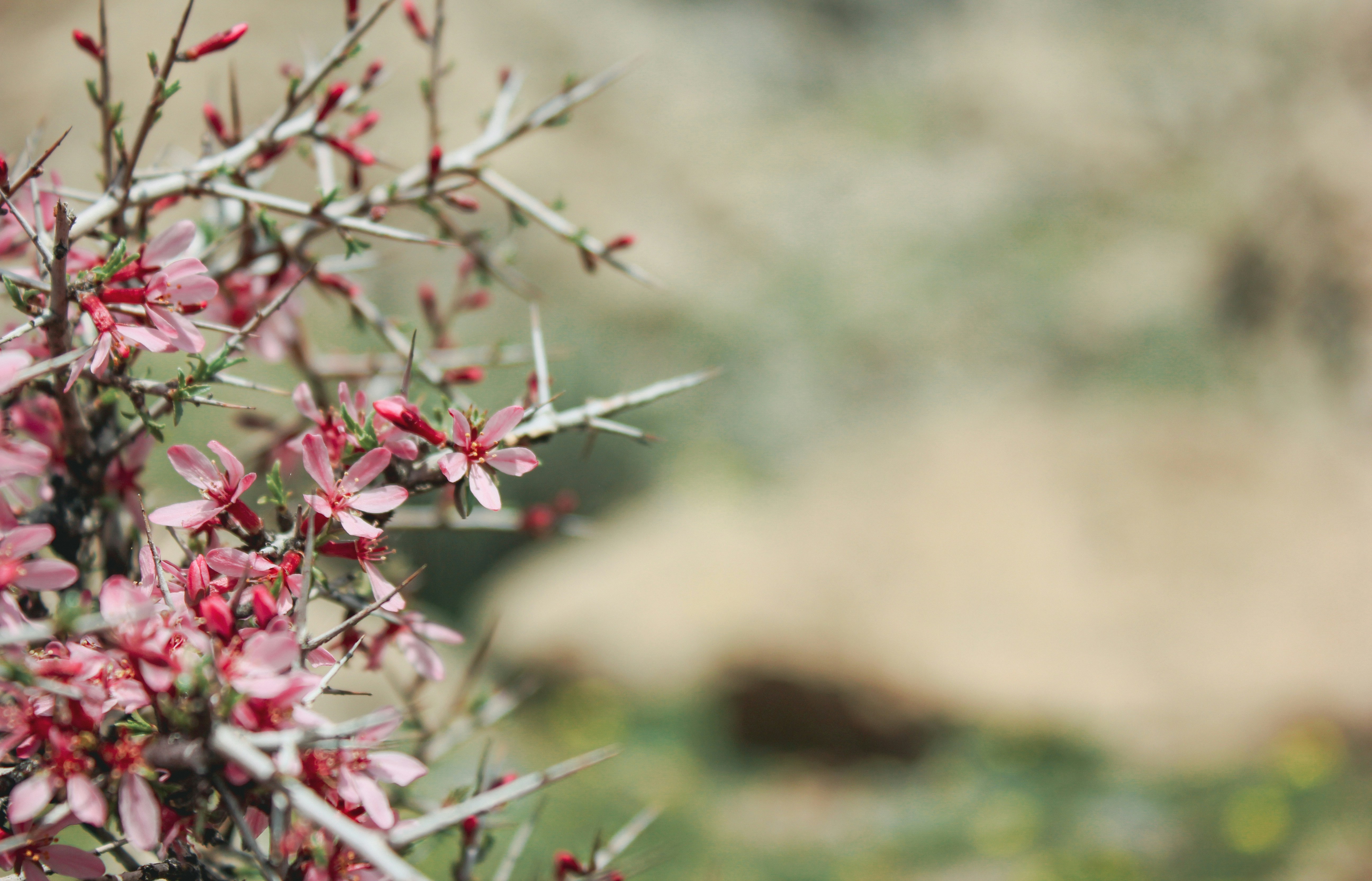 A close up of a plant with red flowers photo – Free Bisetun Image on ...