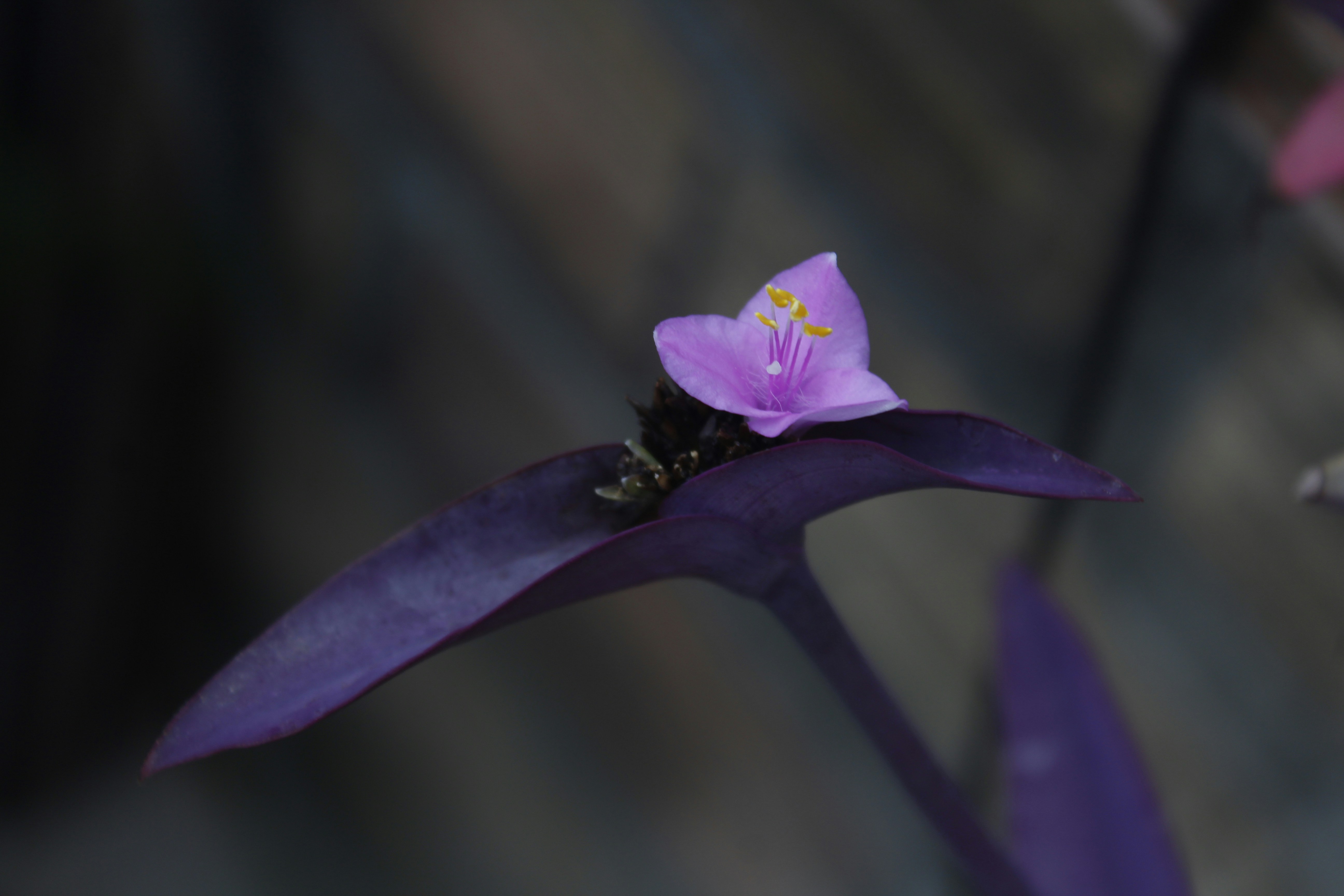 lilac flower in a vase.