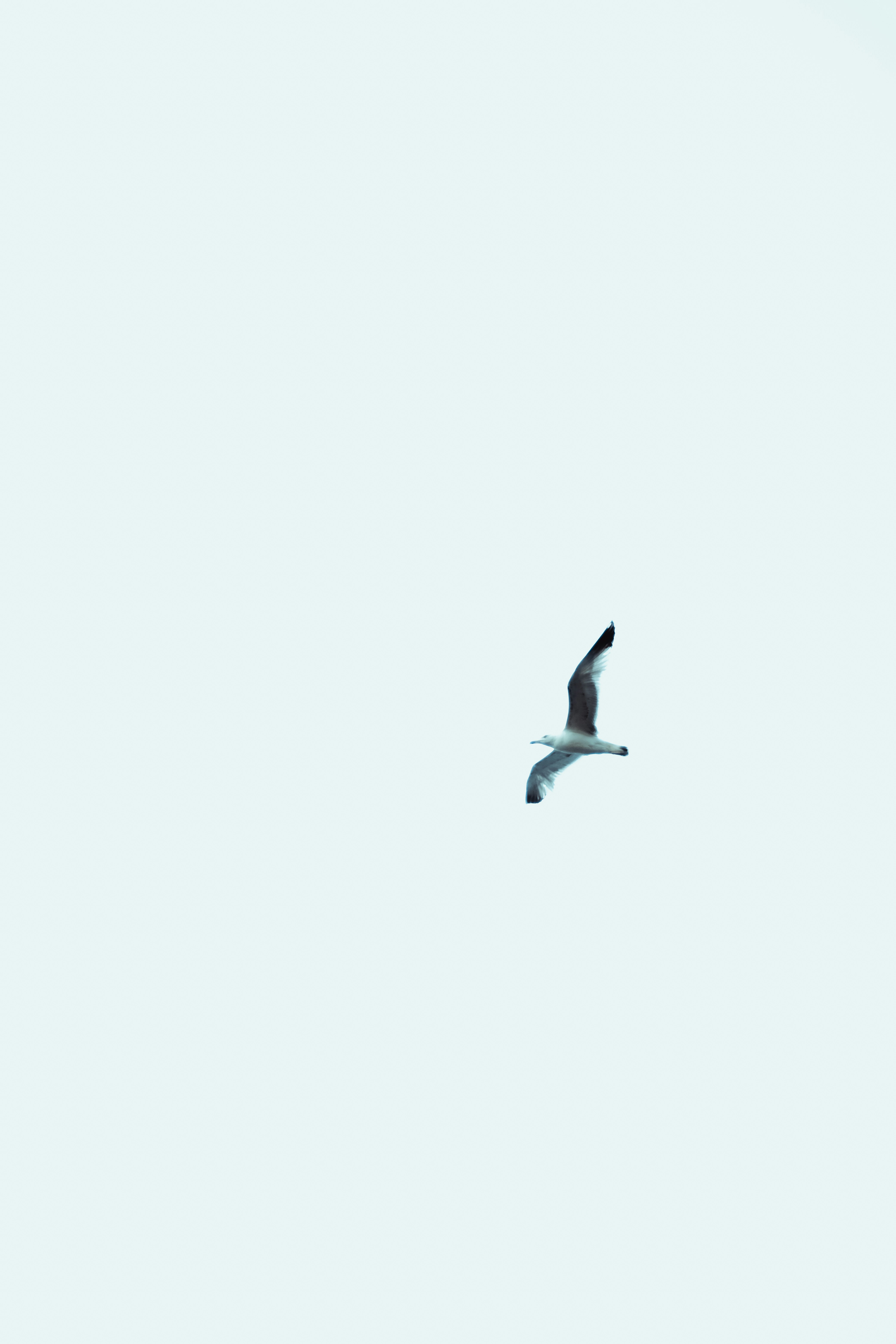 Solitary Seagull Against a Pale Sky: A Quiet Glide
