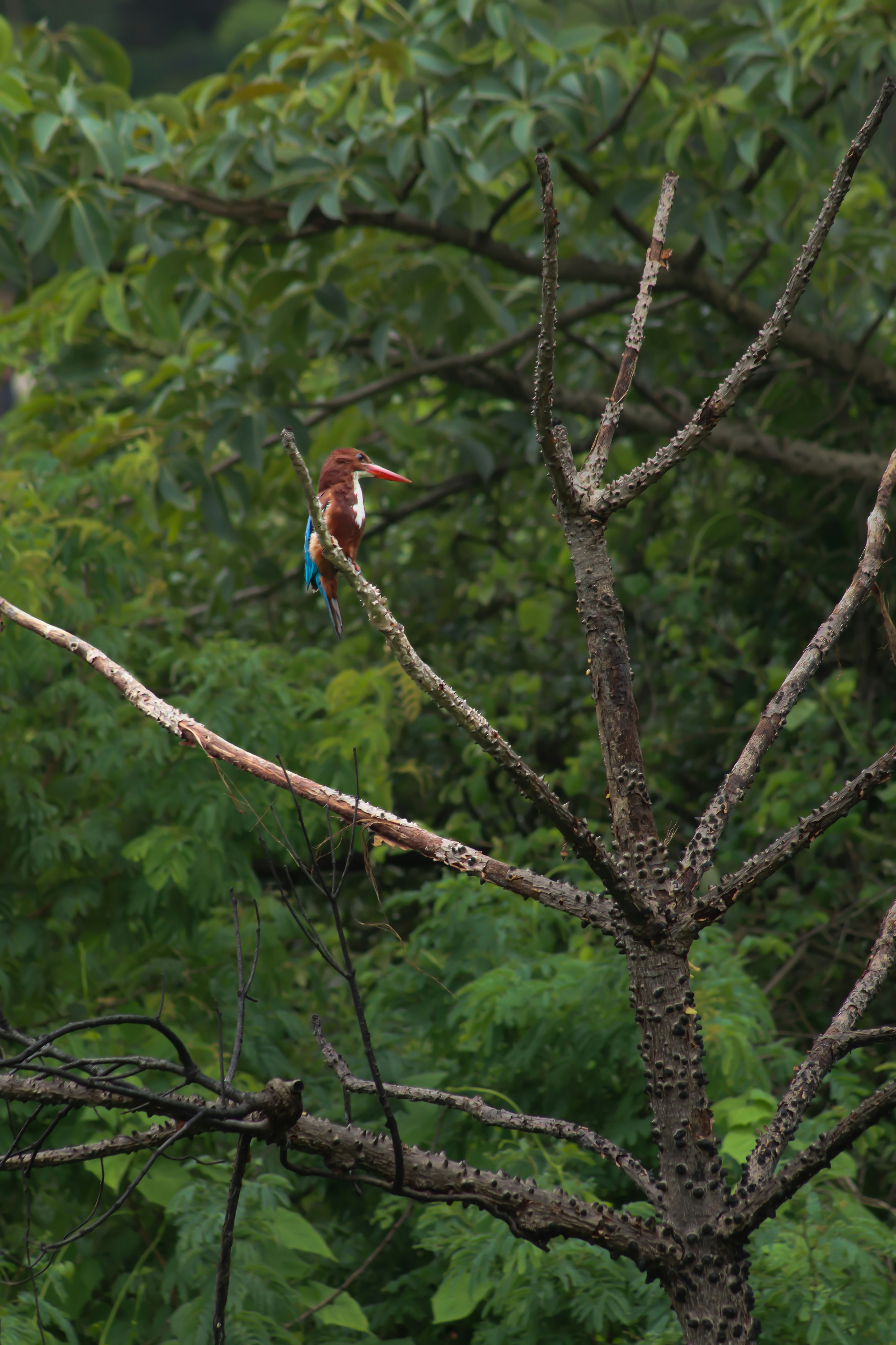 Kingfisher on a Weathered Branch Amid Lush Green Canopy