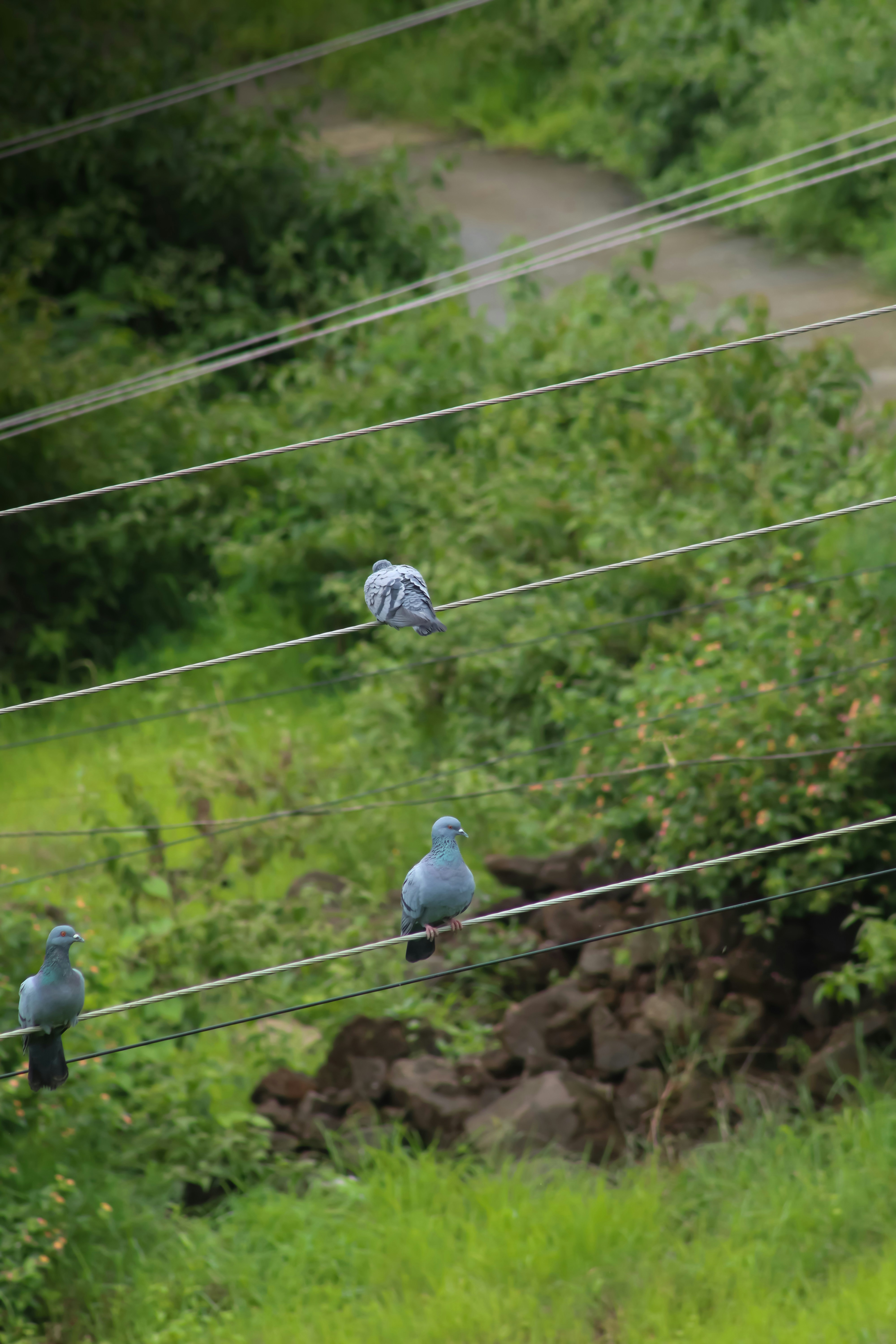 A flock of birds sitting on top of power lines photo – Free Pigeon ...