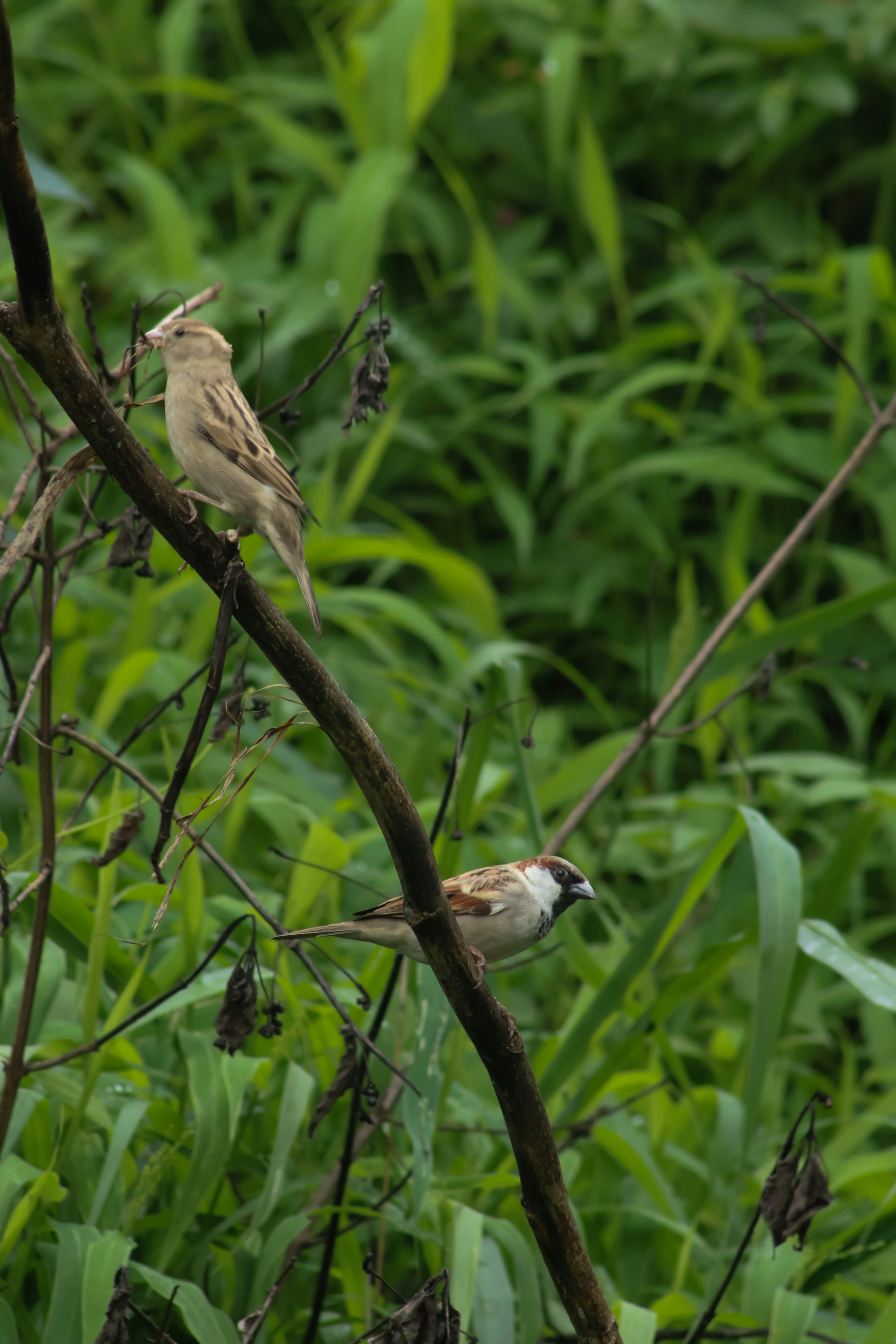 Verdant Duet on a Diagonal Branch