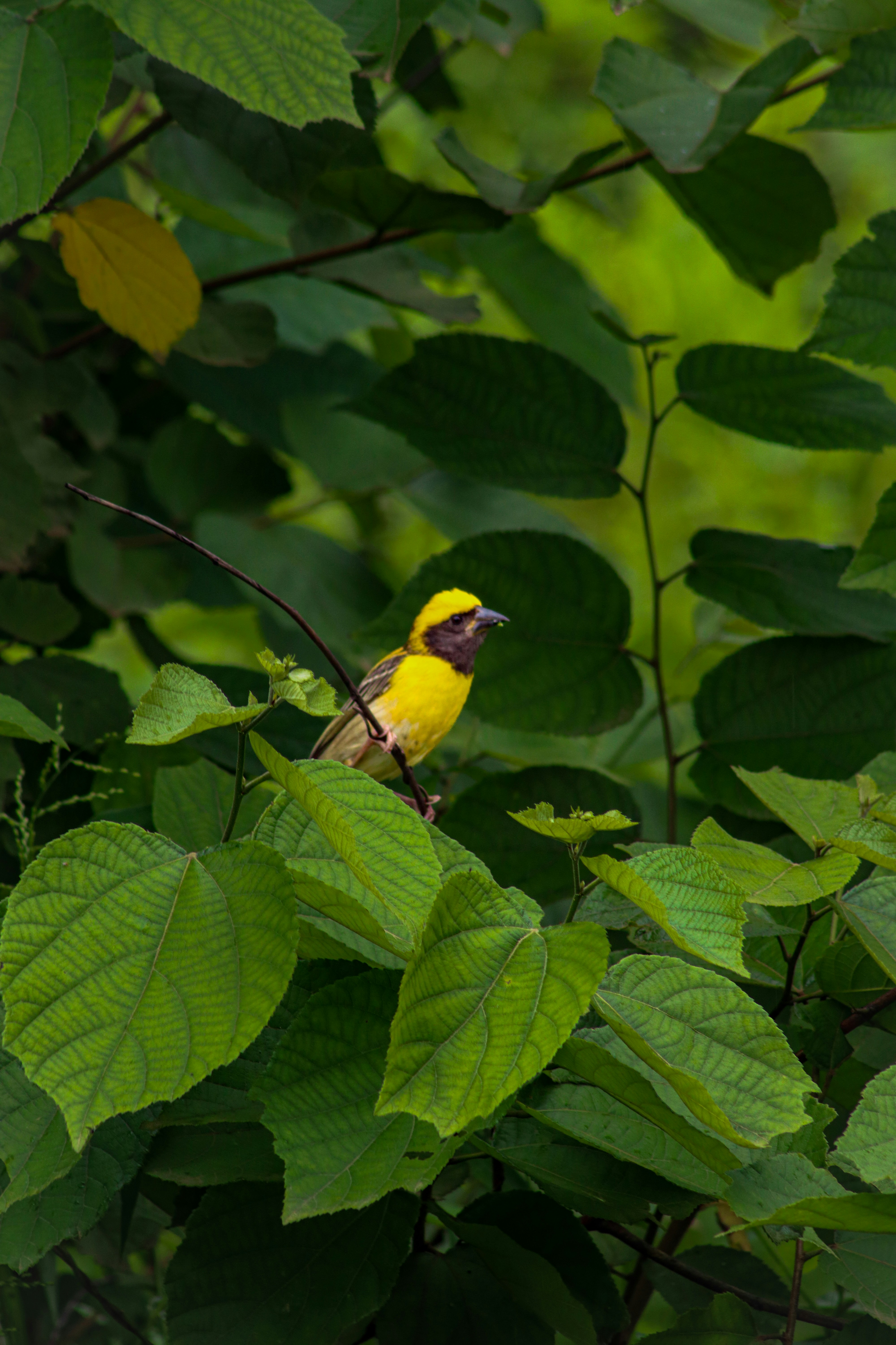 Golden Accent in a Verdant Canopy