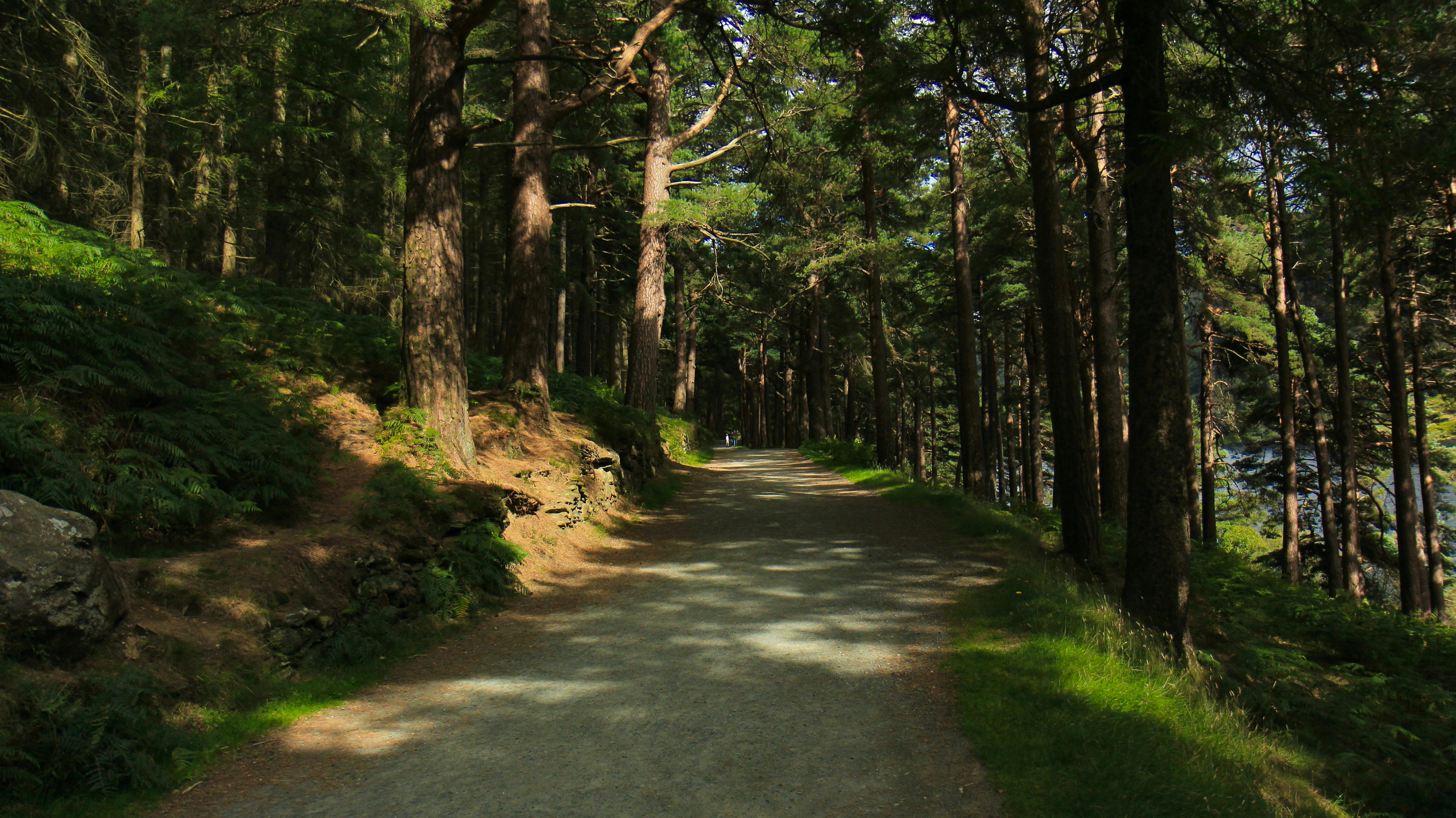 Forest trail winding through tall trees with dappled sunlight on the path.