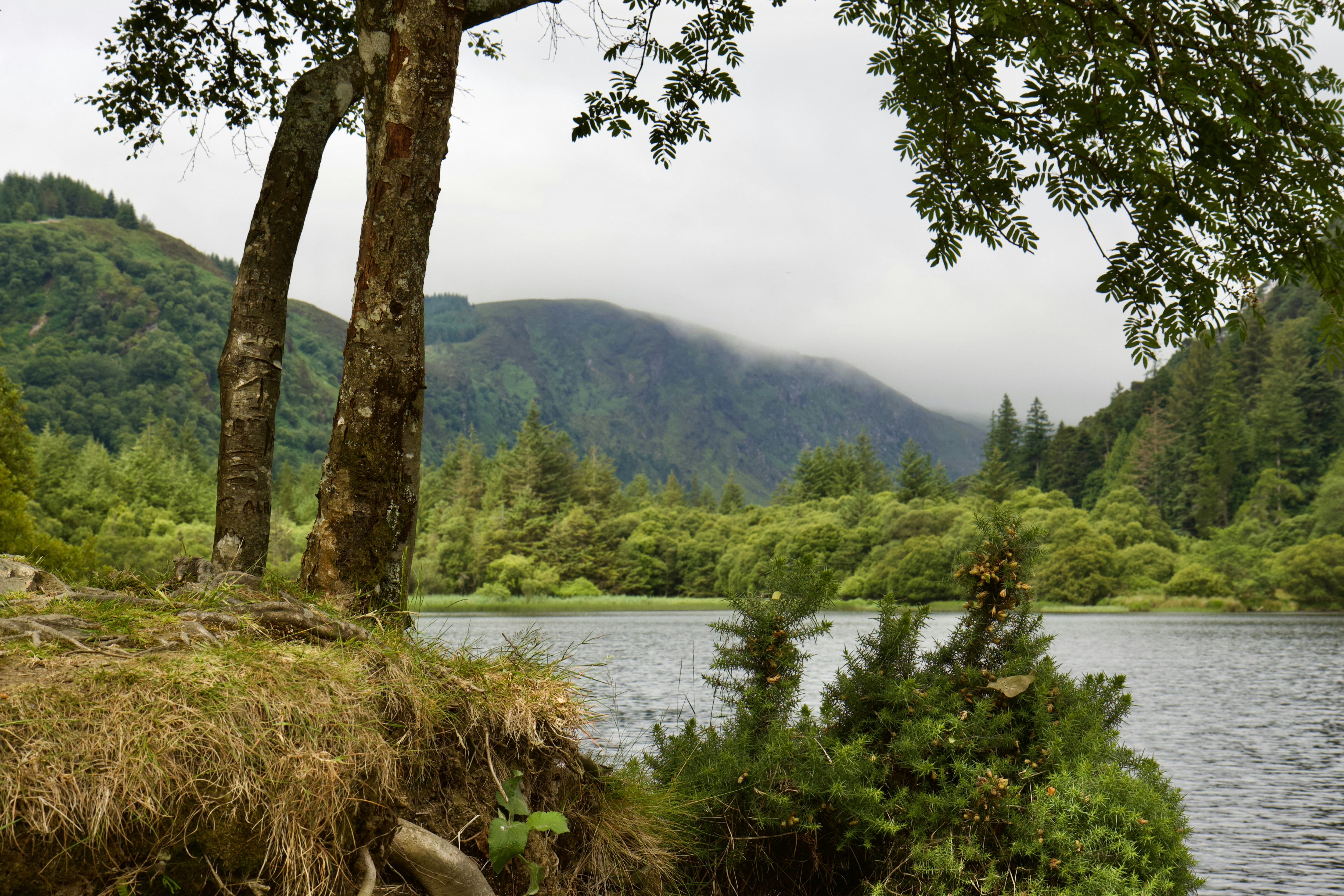 Mossy Foreground, Mirror Lake, and Misty Hills