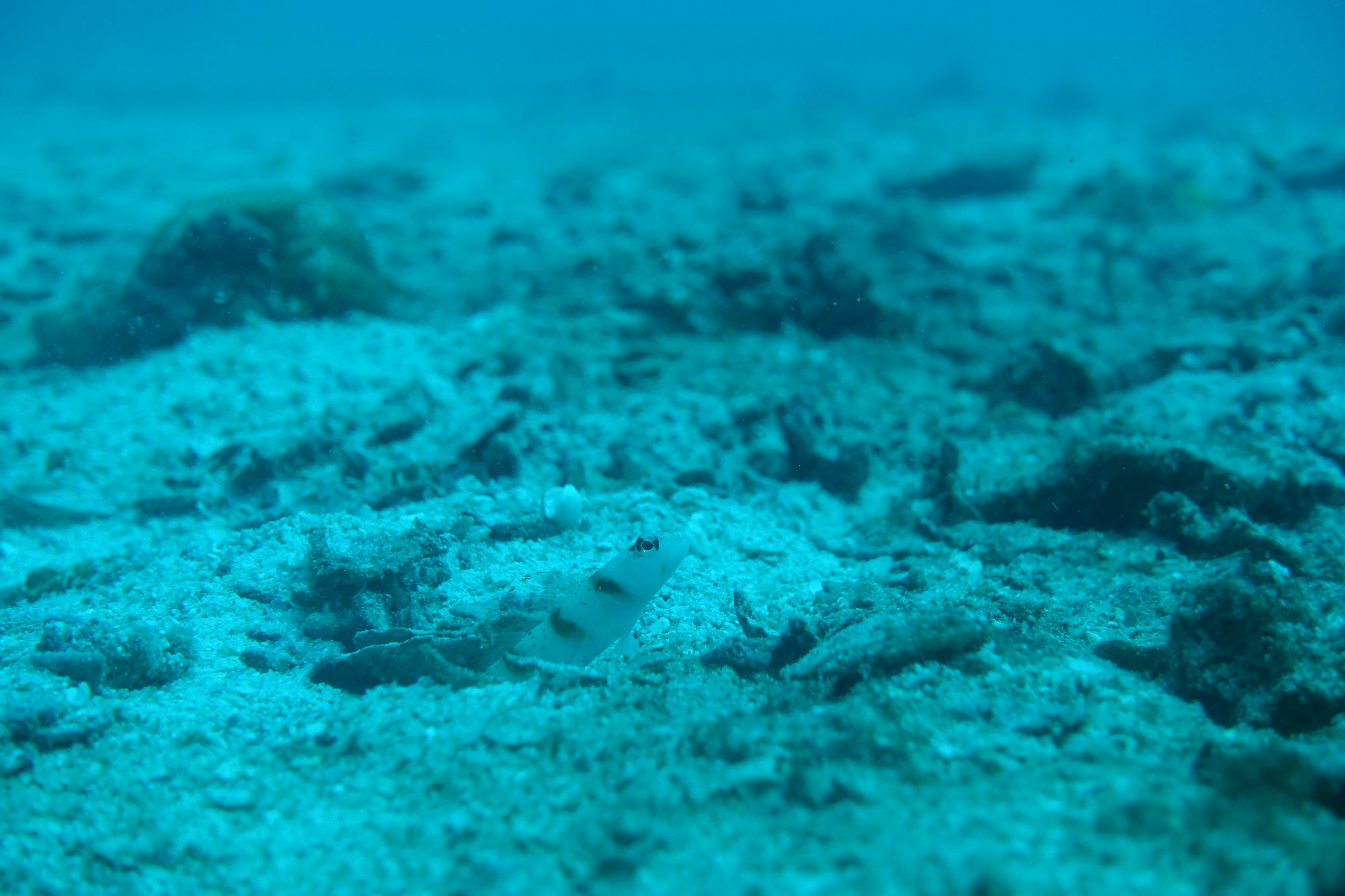 A group of fish swimming on top of a sandy ocean floor photo – Free ...
