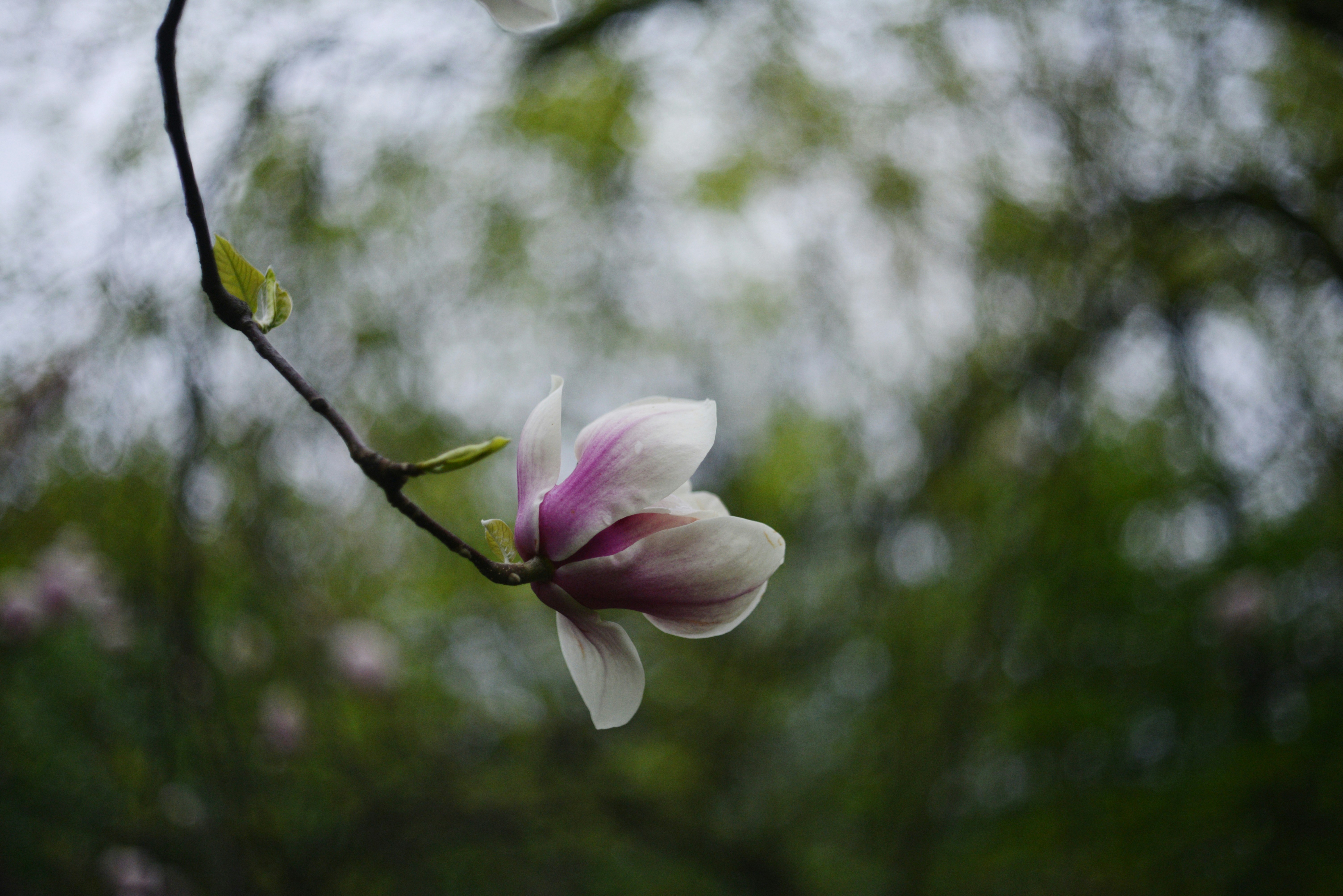 Photo by Liana S with Nikon D600