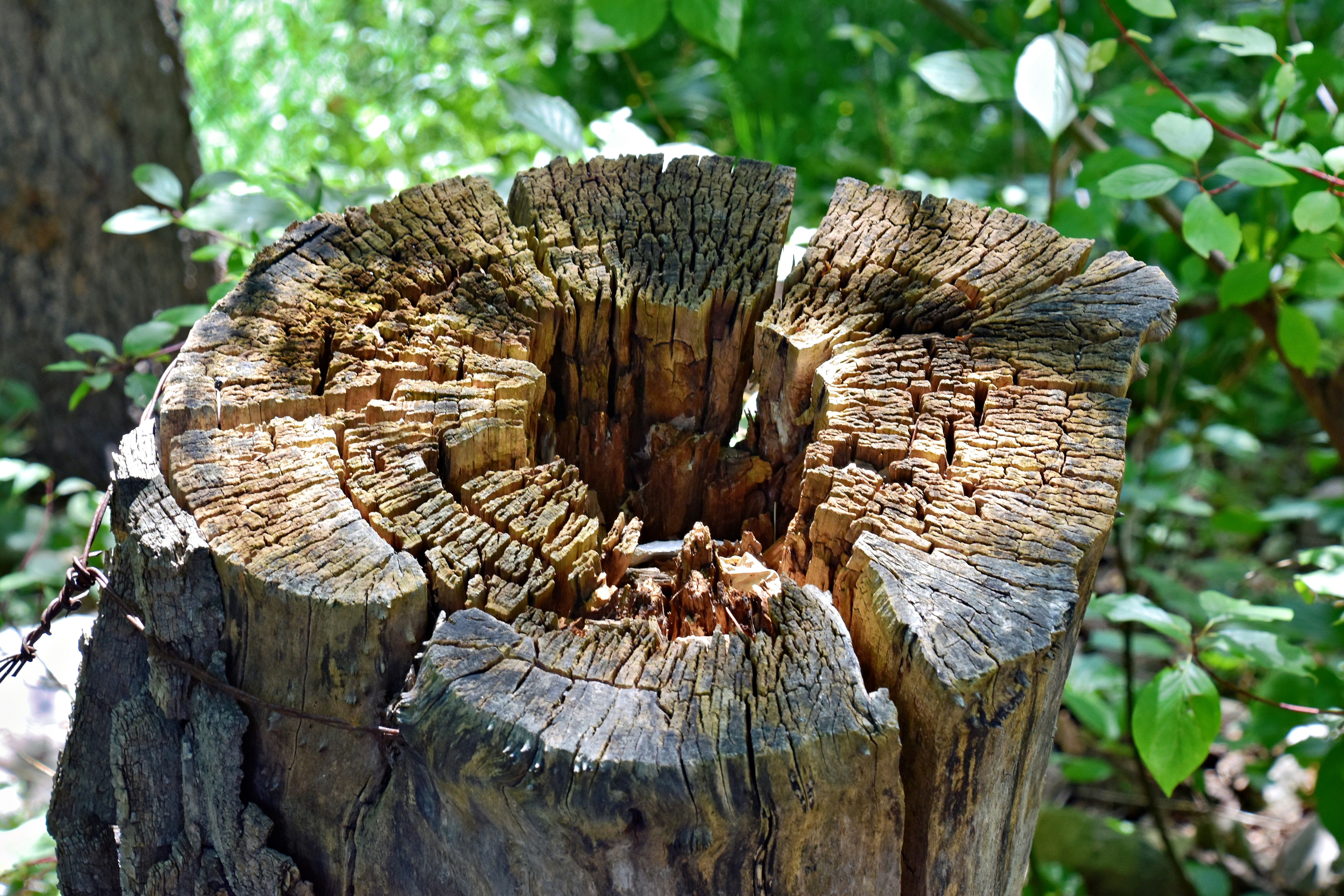 Concentric Echoes: The Hollow Heart of a Forest Stump