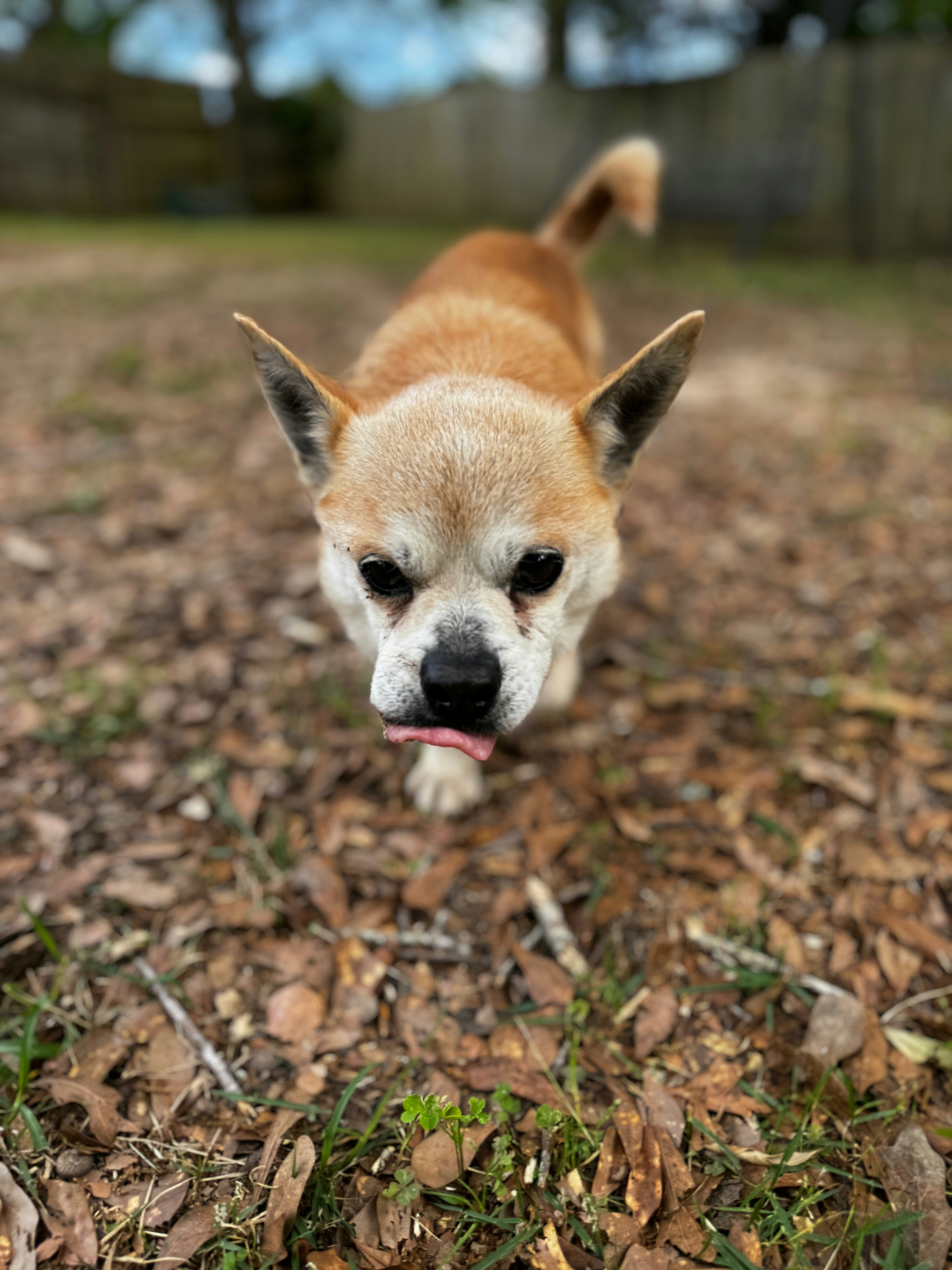 Close-Range Curiosity: A Tiny Pup Approaches the Lens Across Leaf-Littered Ground