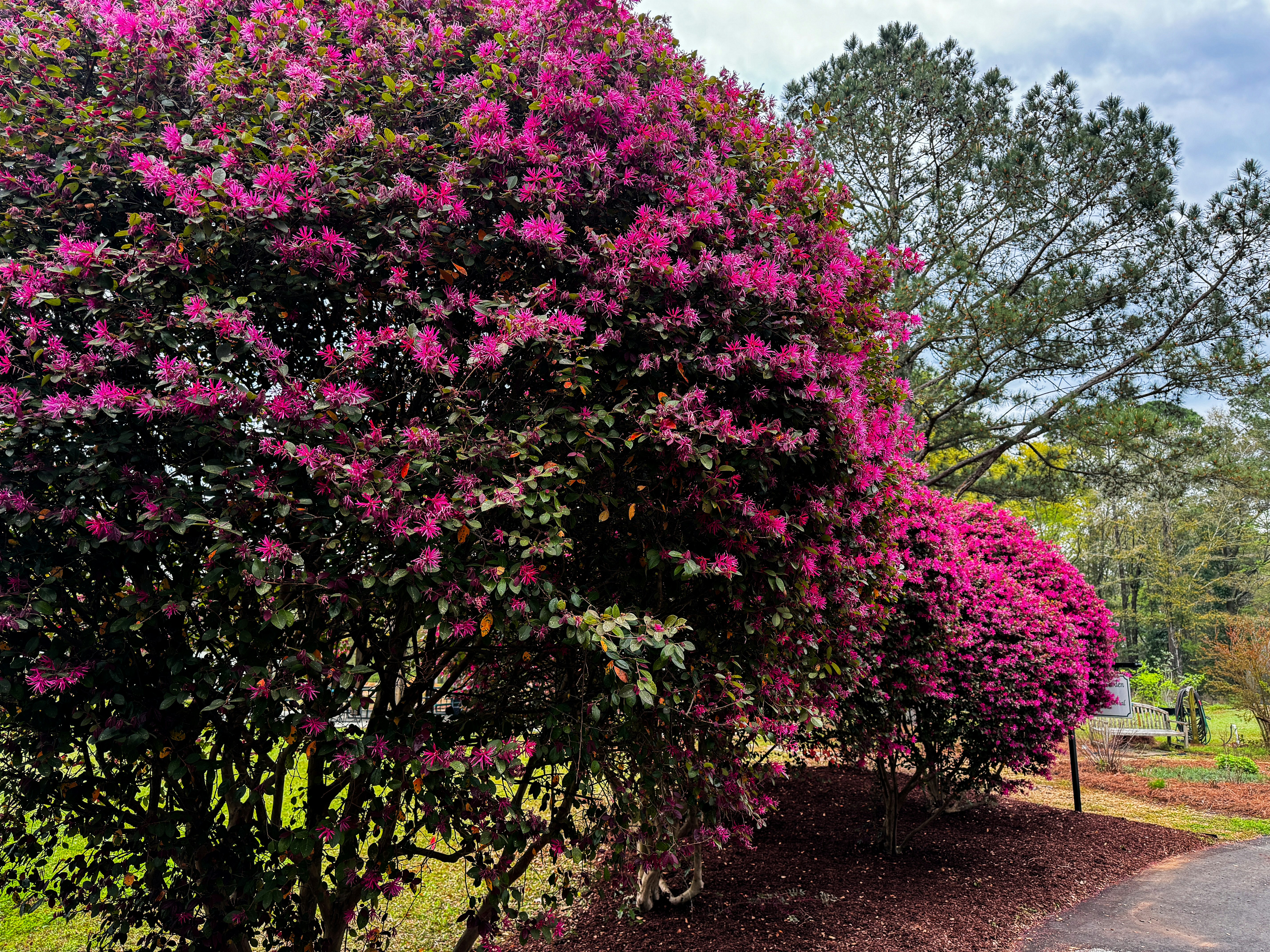 Boulevard of Pink Blossoms: A Row of Blooming Crests