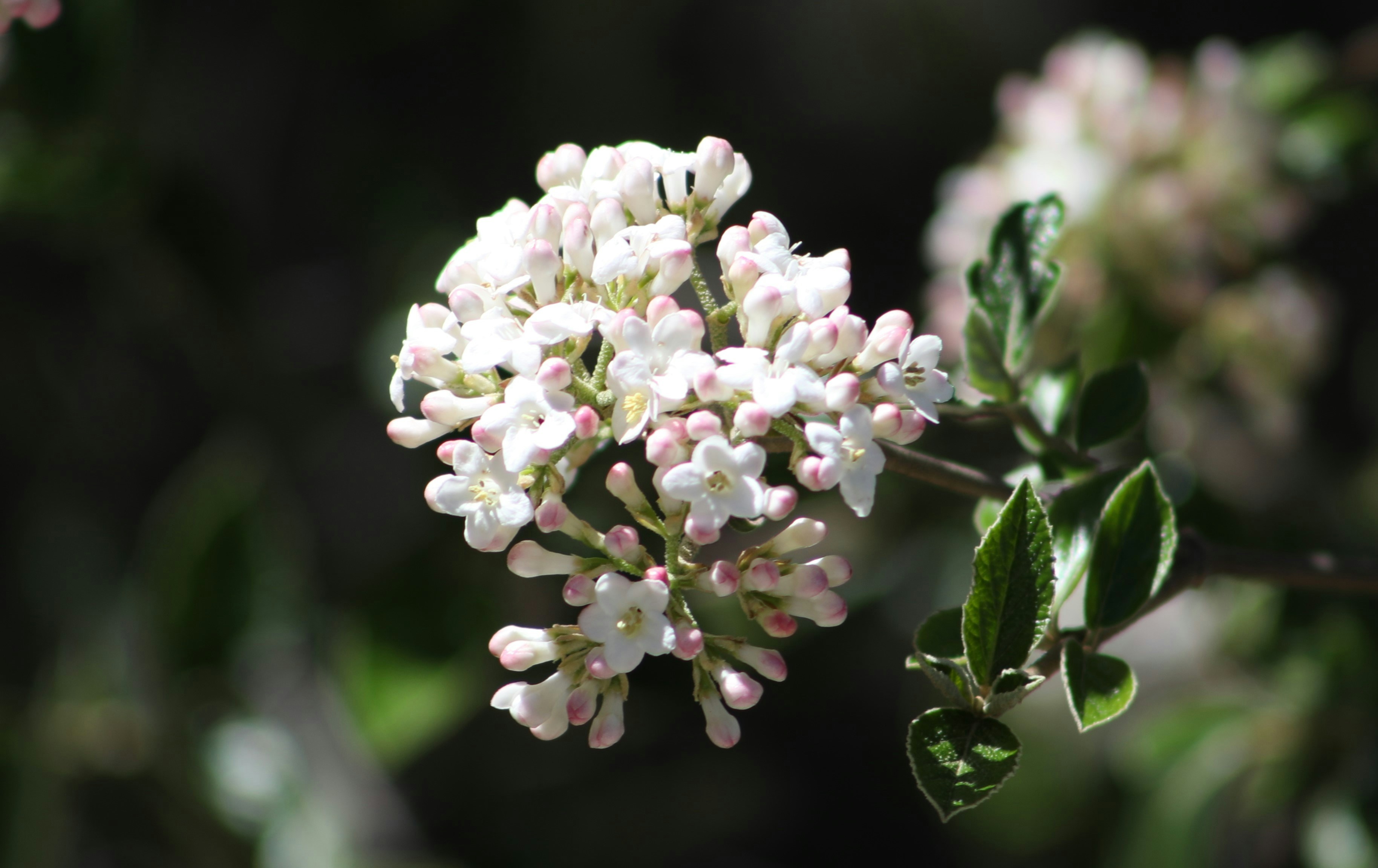 Photo by Sarah Stults with Canon EOS 5D Mark IV