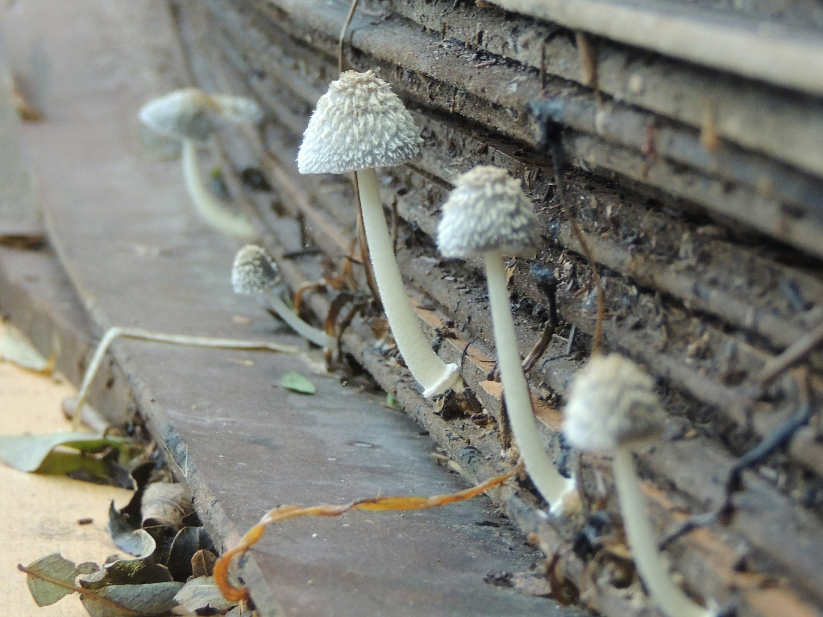 White-capped Mushrooms Parade Along Weathered Wood