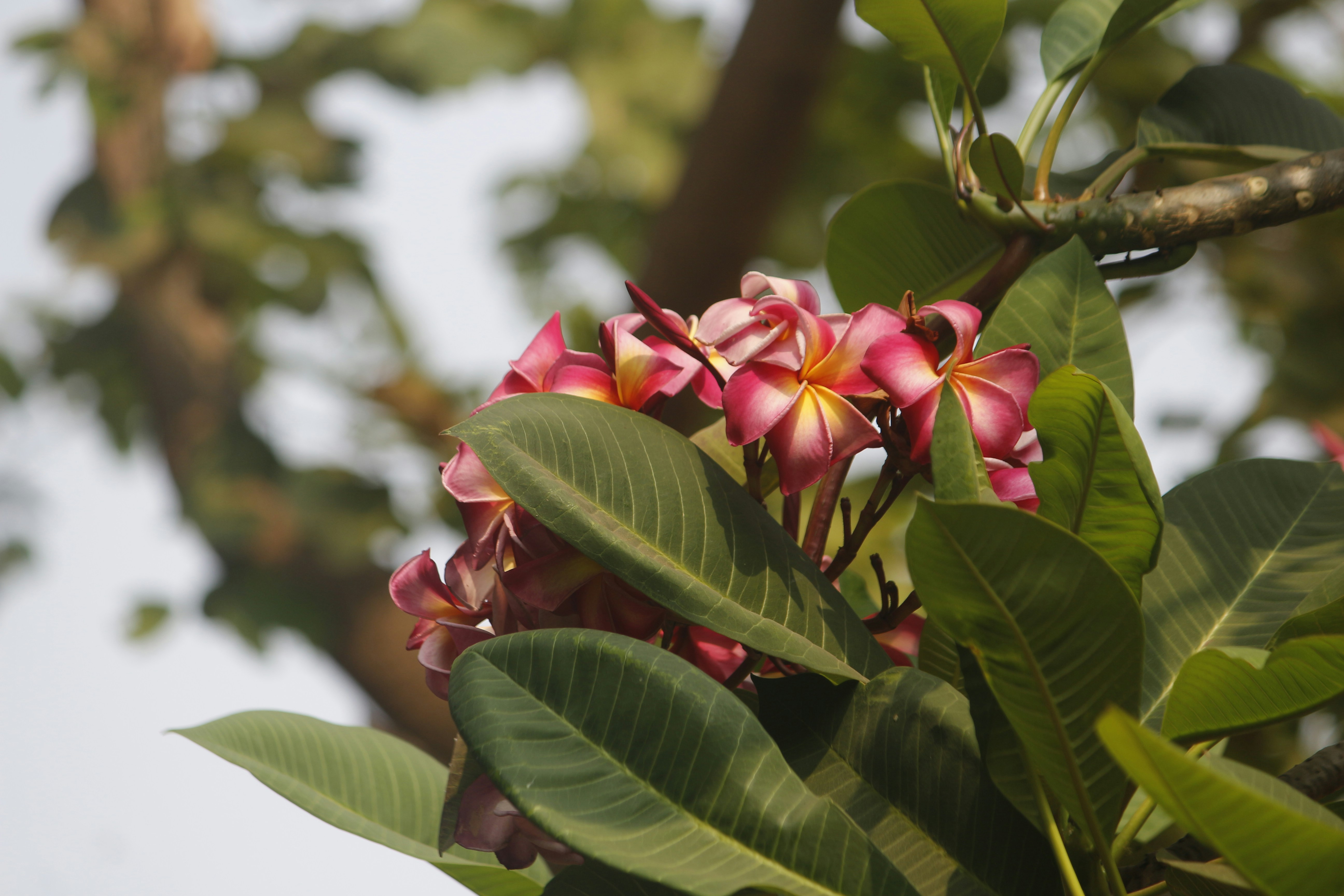 Close-Up of Coral-plumeria Blossoms Fringed by Deep Green Foliage