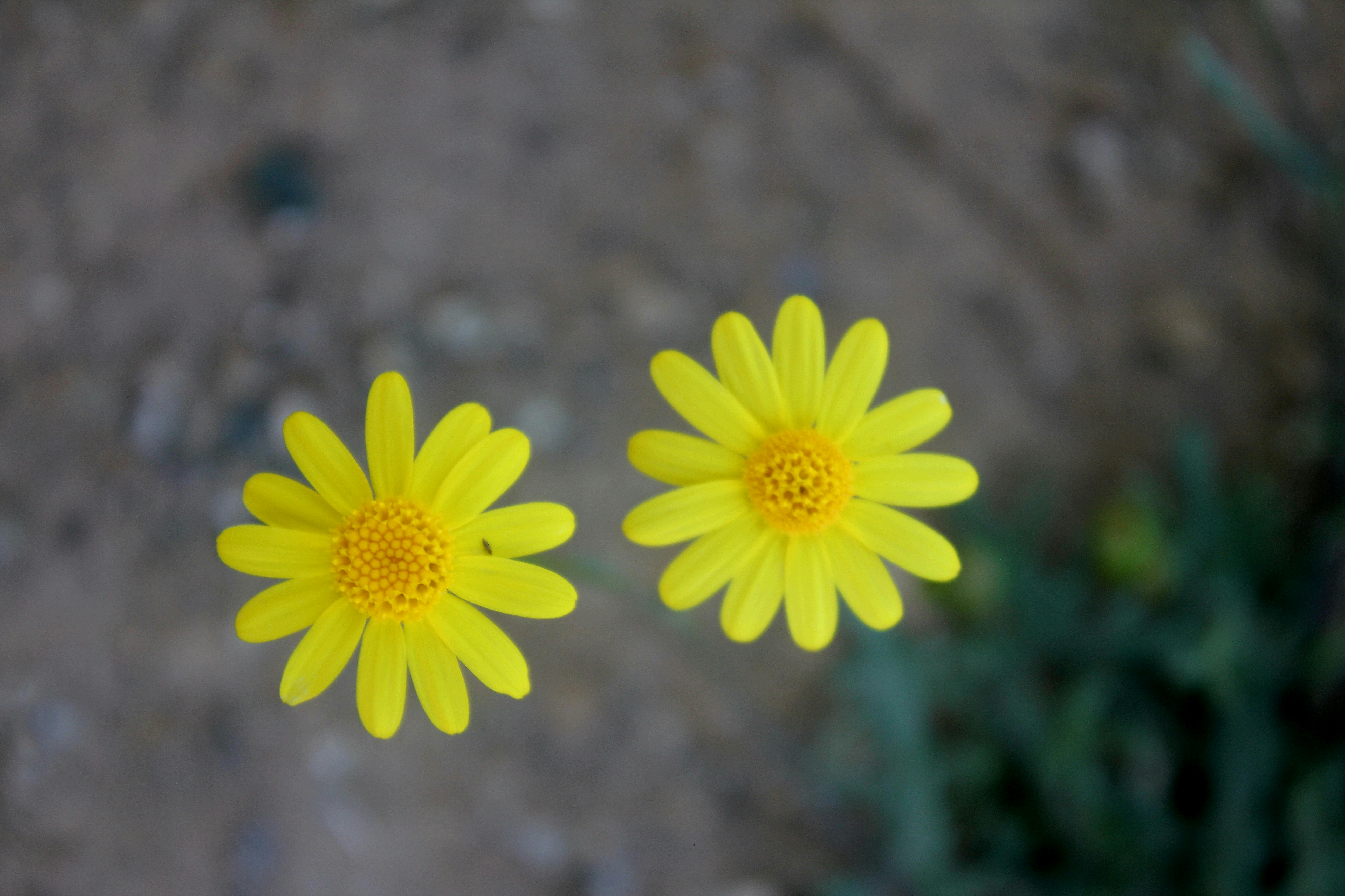 Twin Yellow Daisies in a Soft-Focus Garden Bed