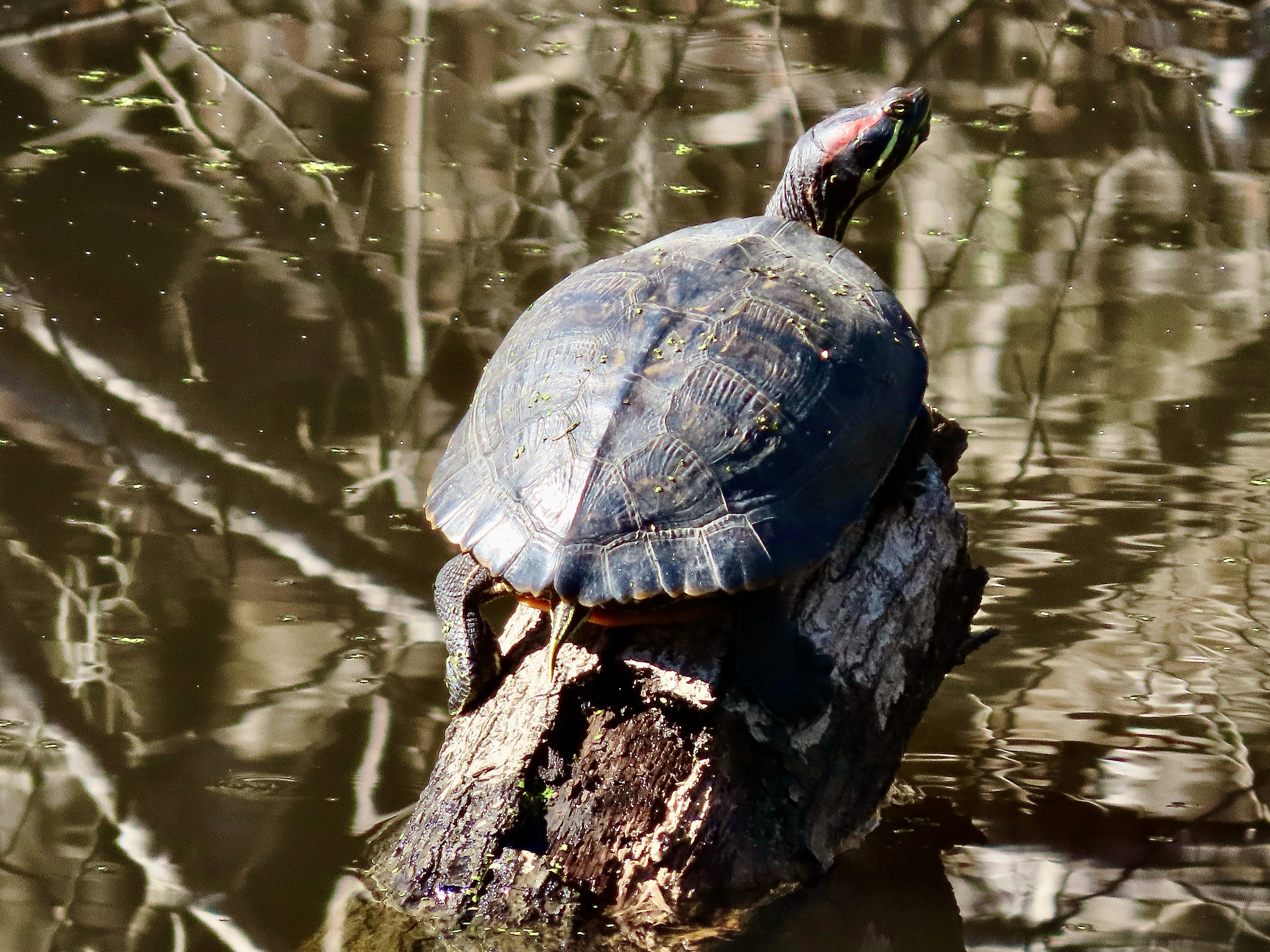 Photograph of a turtle perched on a weathered log above calm water, sunlight highlighting the shell and nearby reflections.