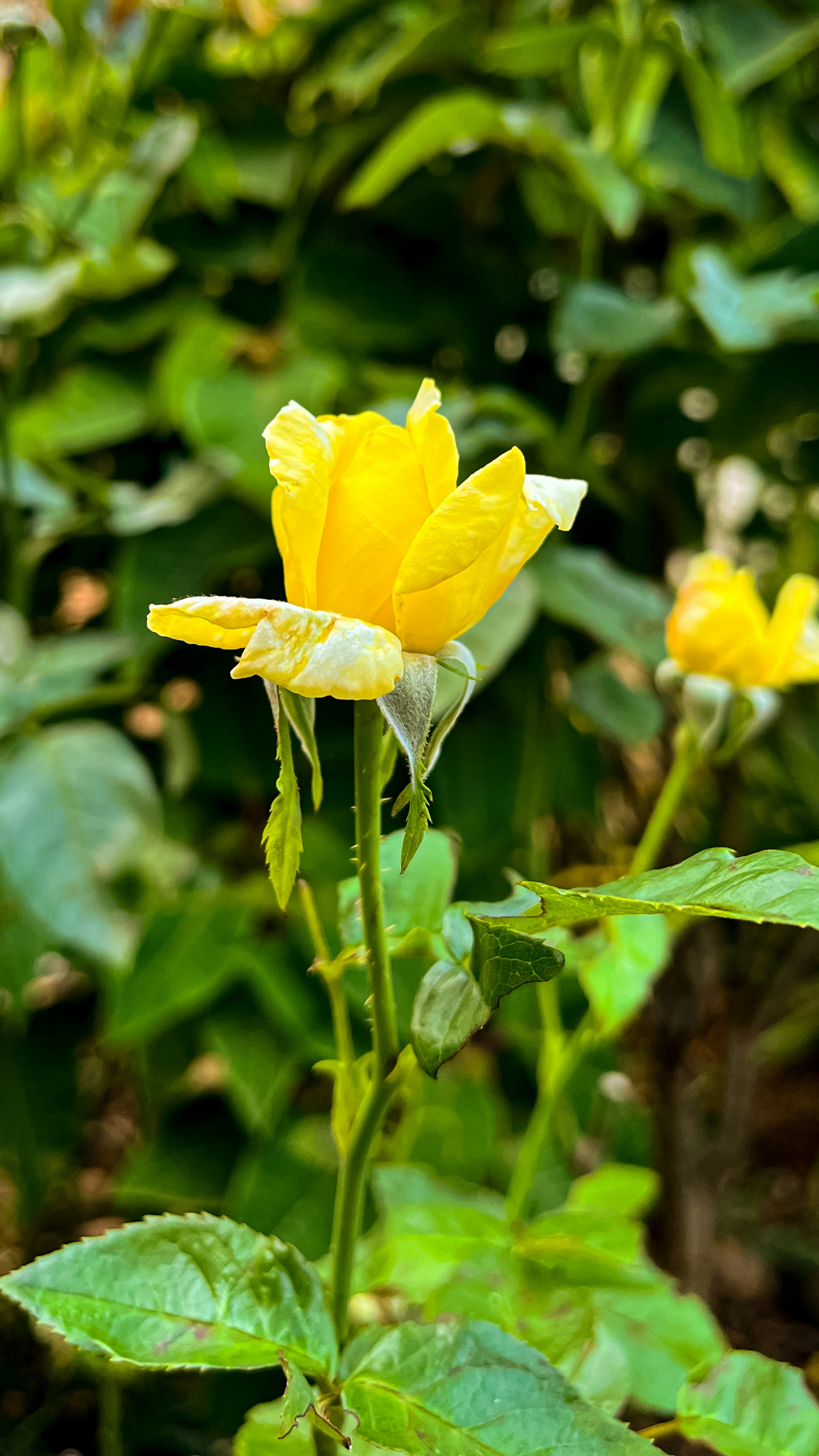 Sunlit Yellow Rosebud in a Quiet Green Corridor