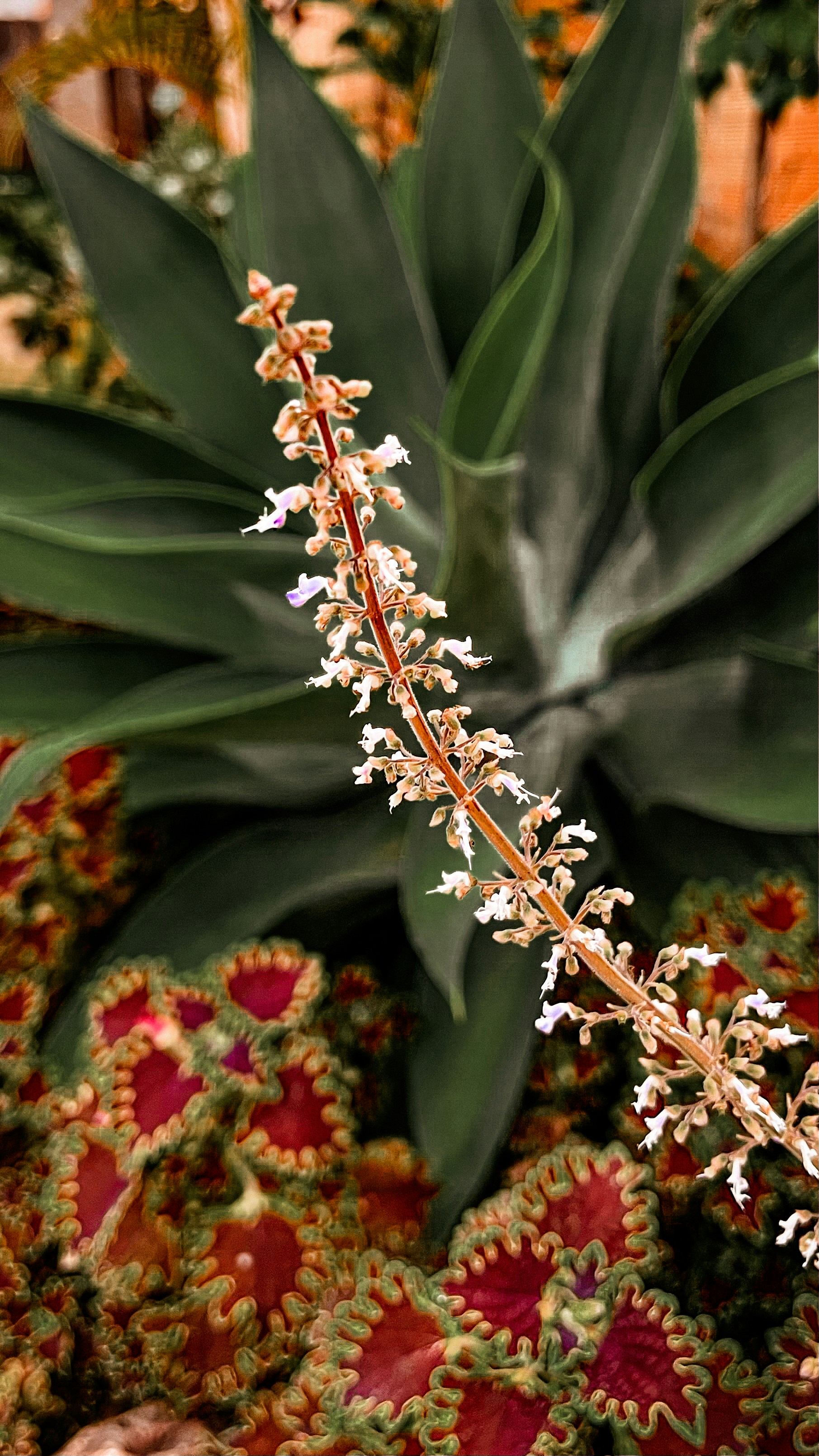 A slender bloom baton threads through a tapestry of succulents