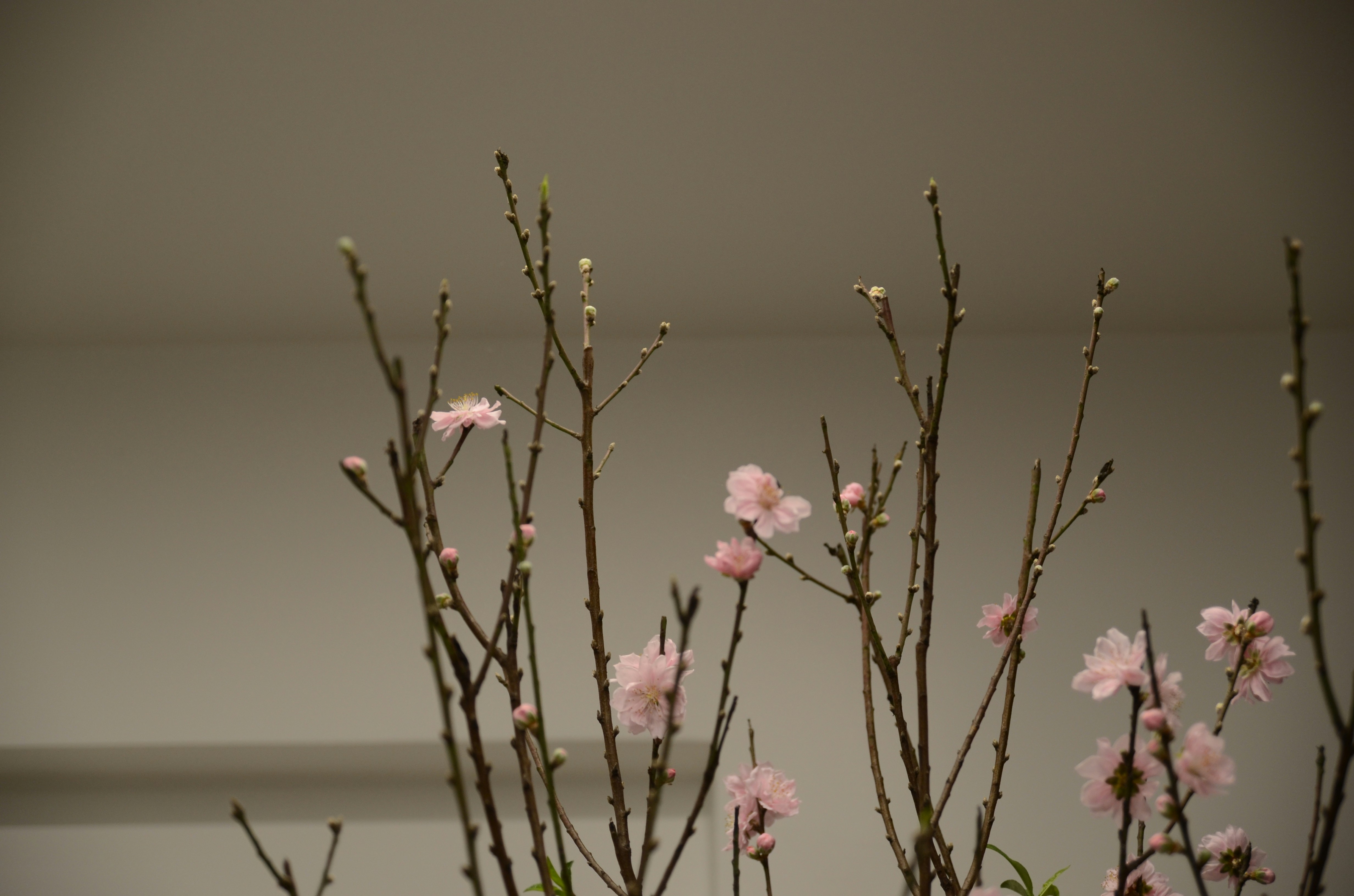 Delicate Pink Blossoms on Bare Branches Against a Soft, Blurred Backdrop