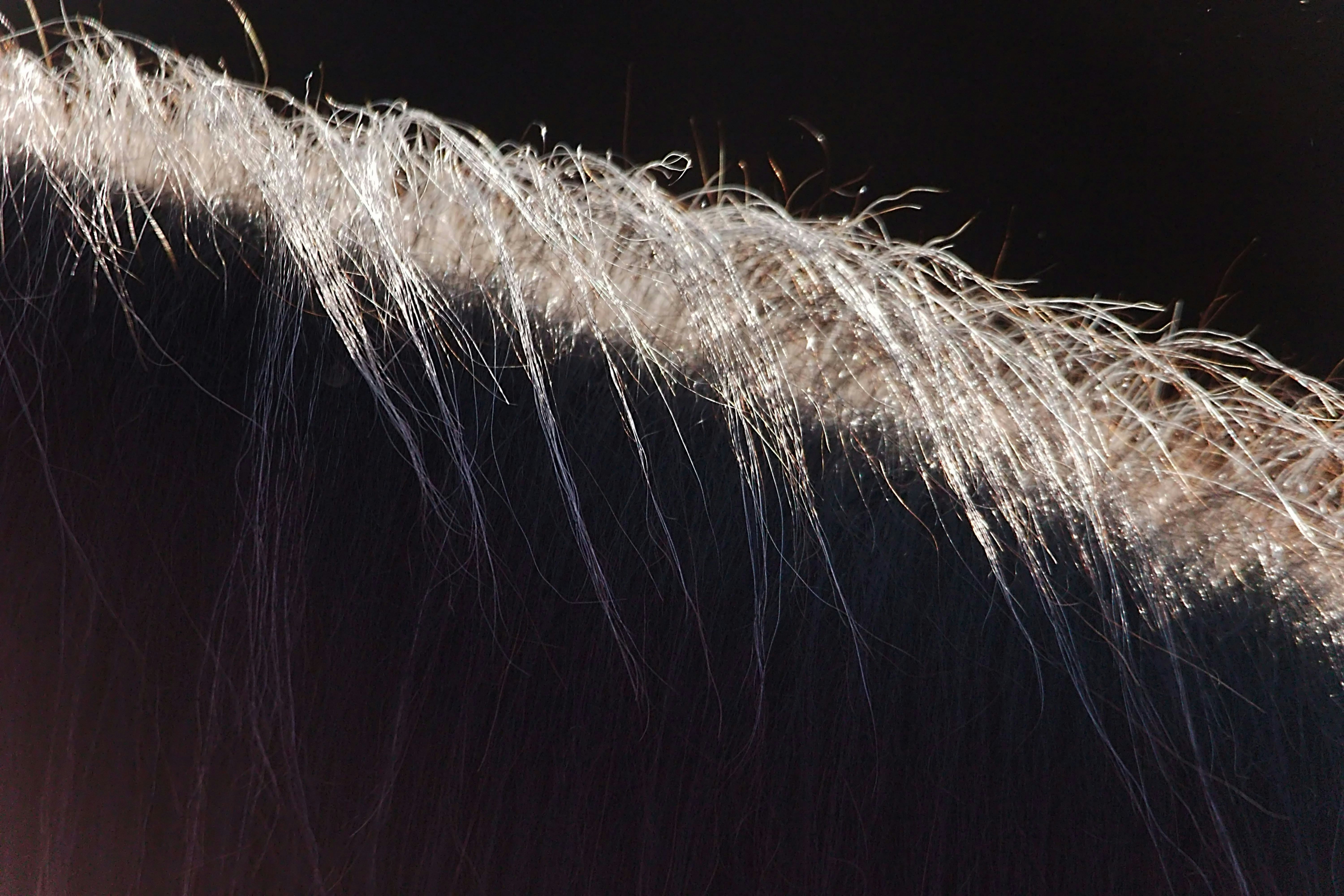 A close up of the back of a horse's head photo – Free Liberté Image on ...