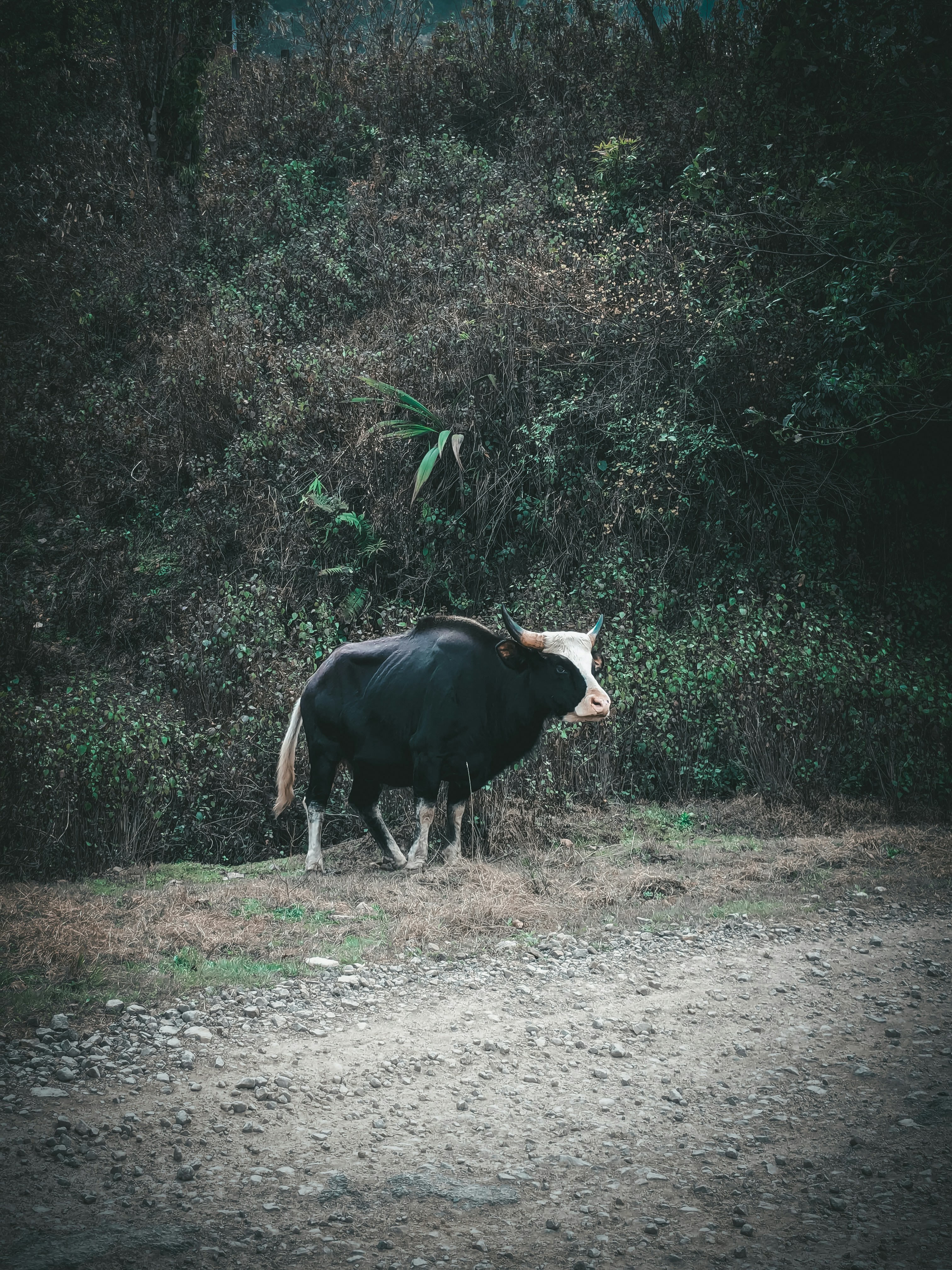 Grazing at the Verge of a Shadowed Hedge