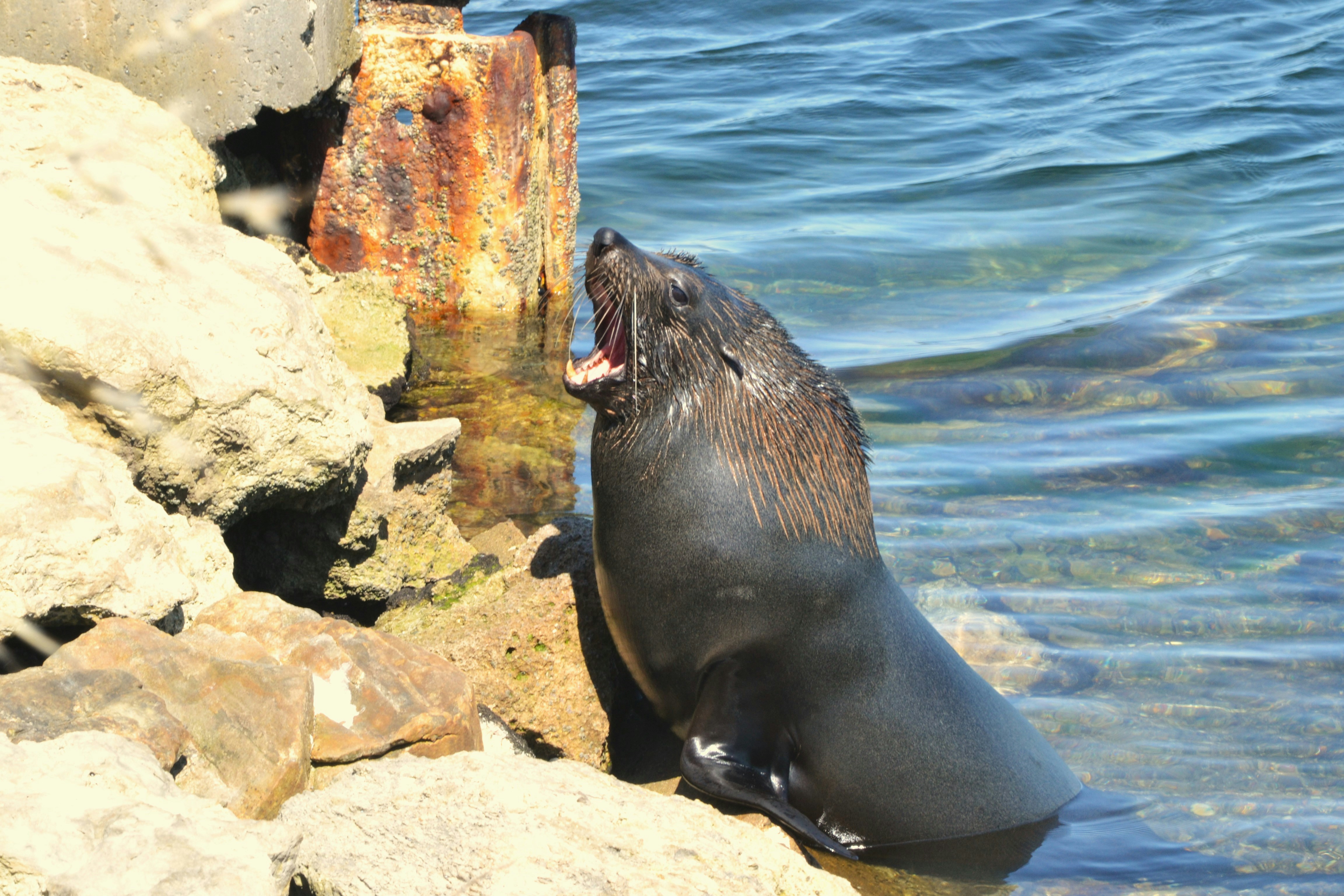 Una foca está sentada en unas rocas junto al agua foto – Imagen de Foca ...