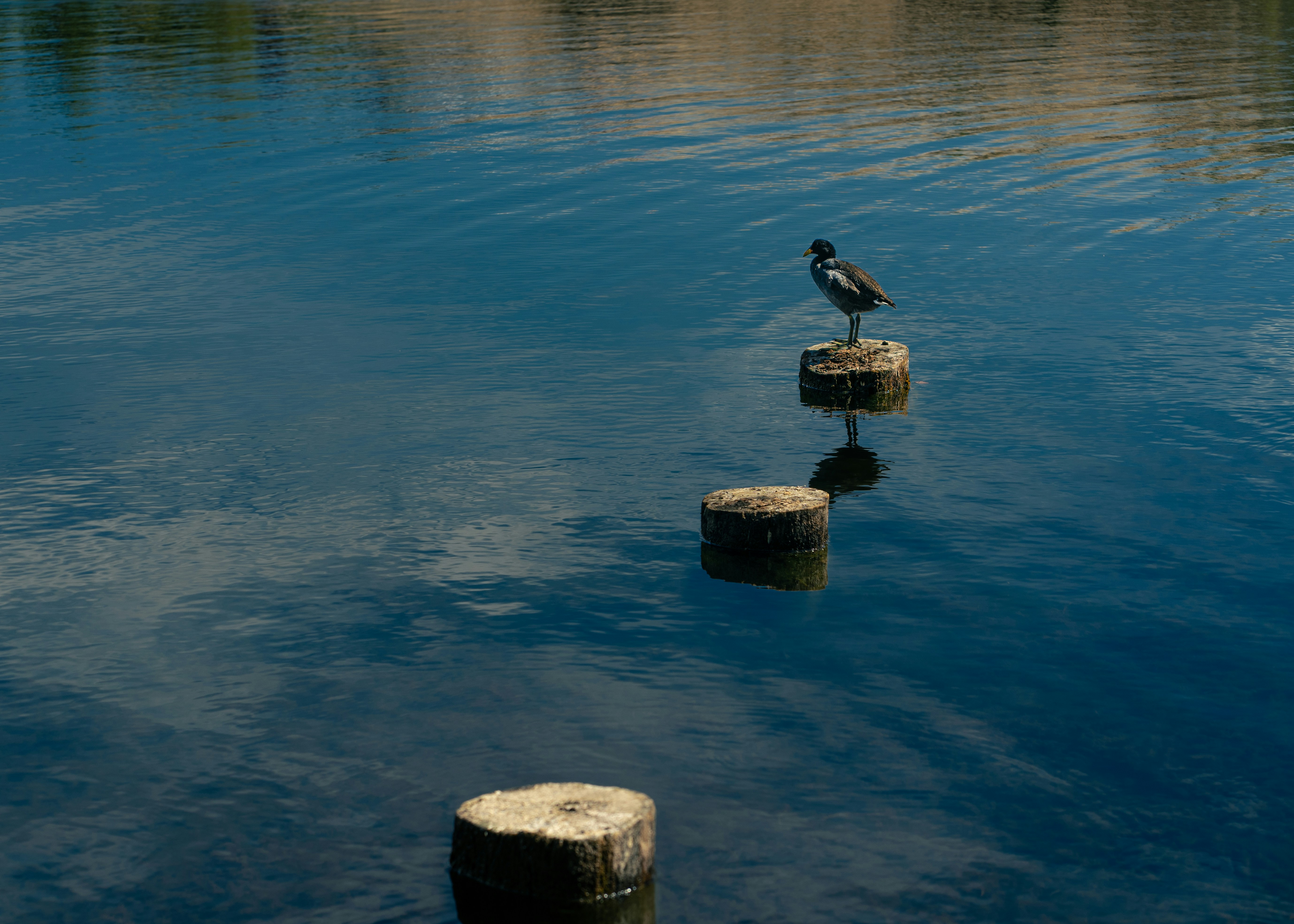 Lone Wader on a Staircase of Posts Across a Glassy Blue Lake