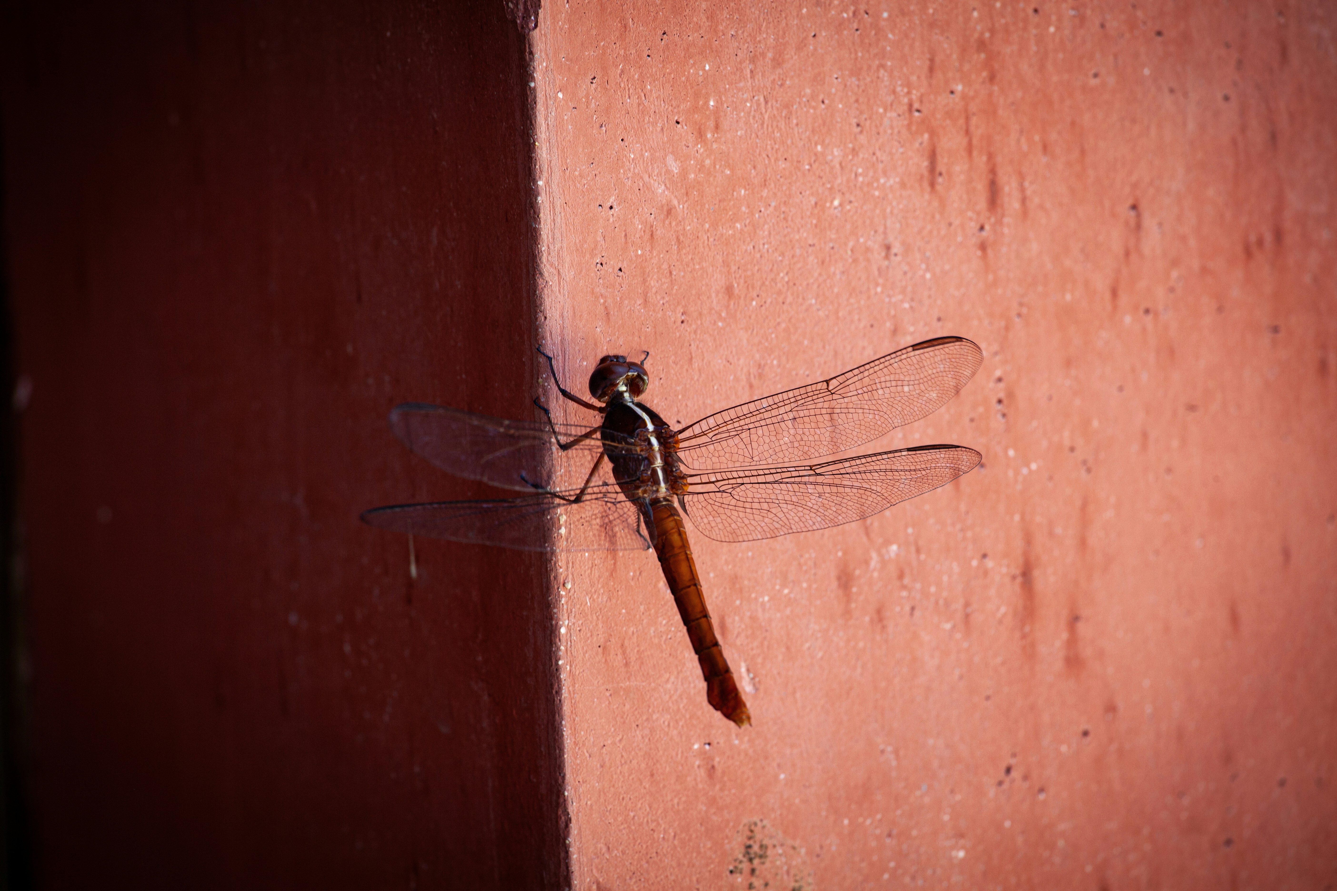 Crimson Plank Dragonfly: A Quiet Perch