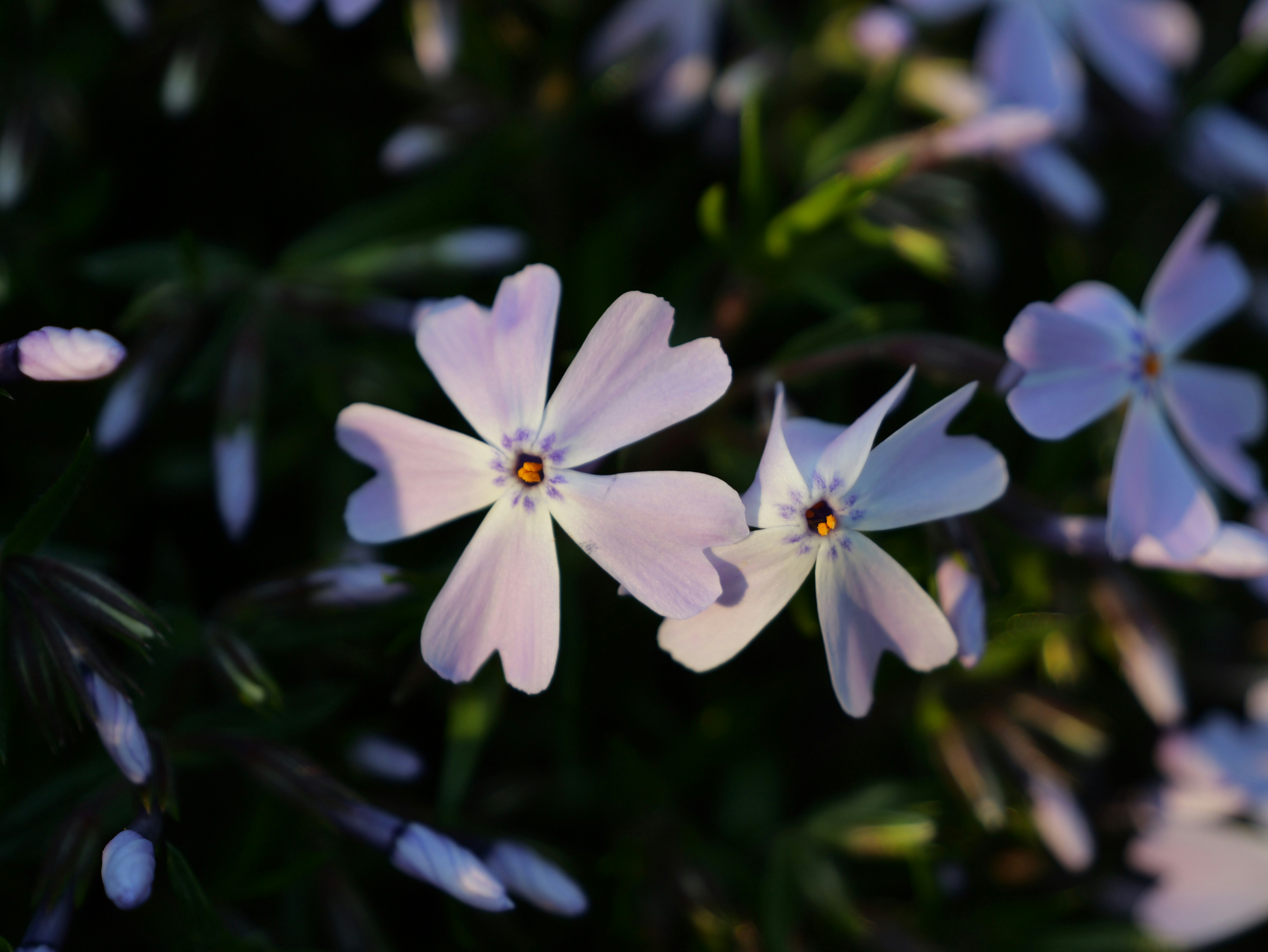 550+ Pretty Flowers Pictures | Download Free Images on Unsplash