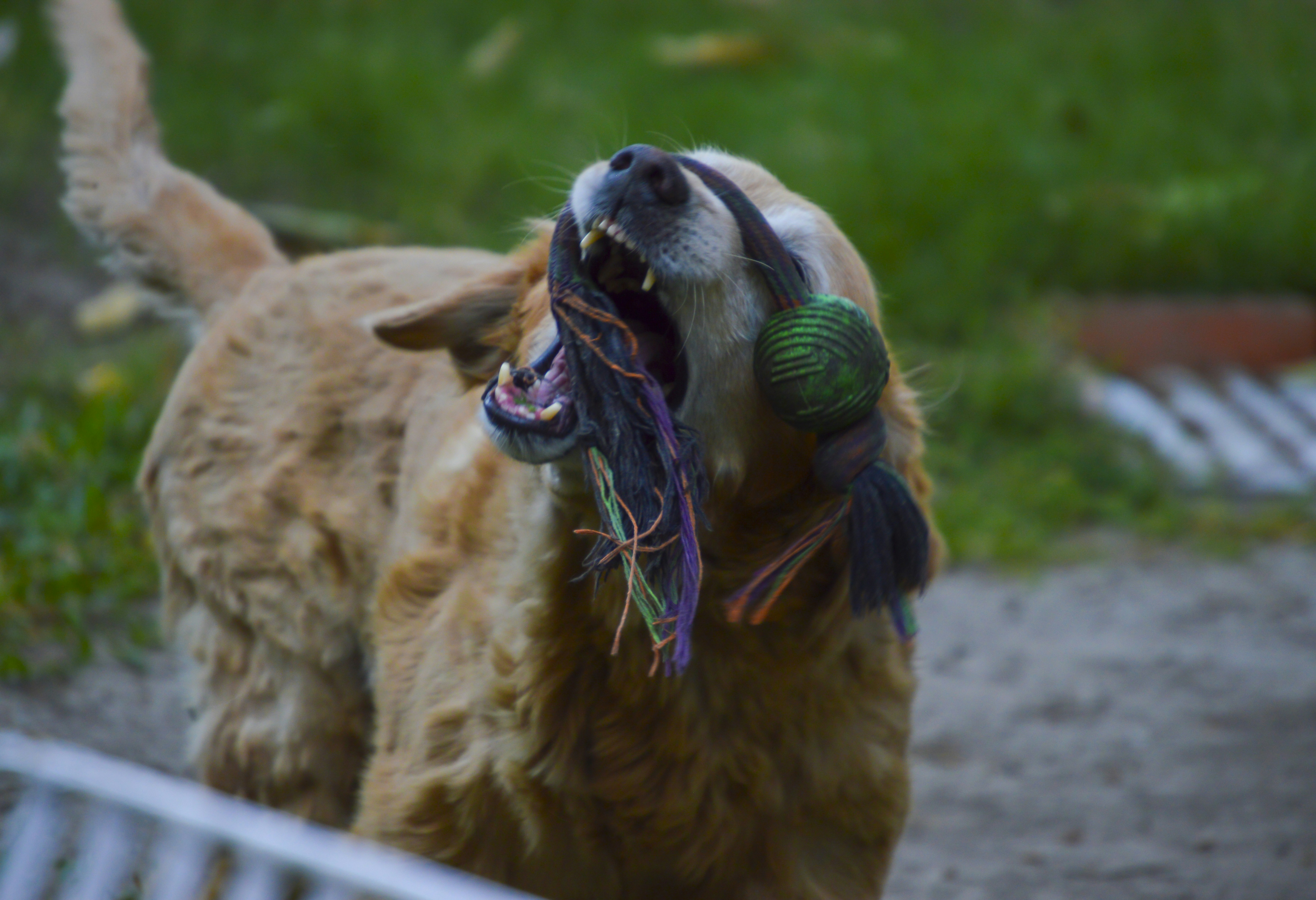 Golden Retriever with Tug Toy in Mid-Play