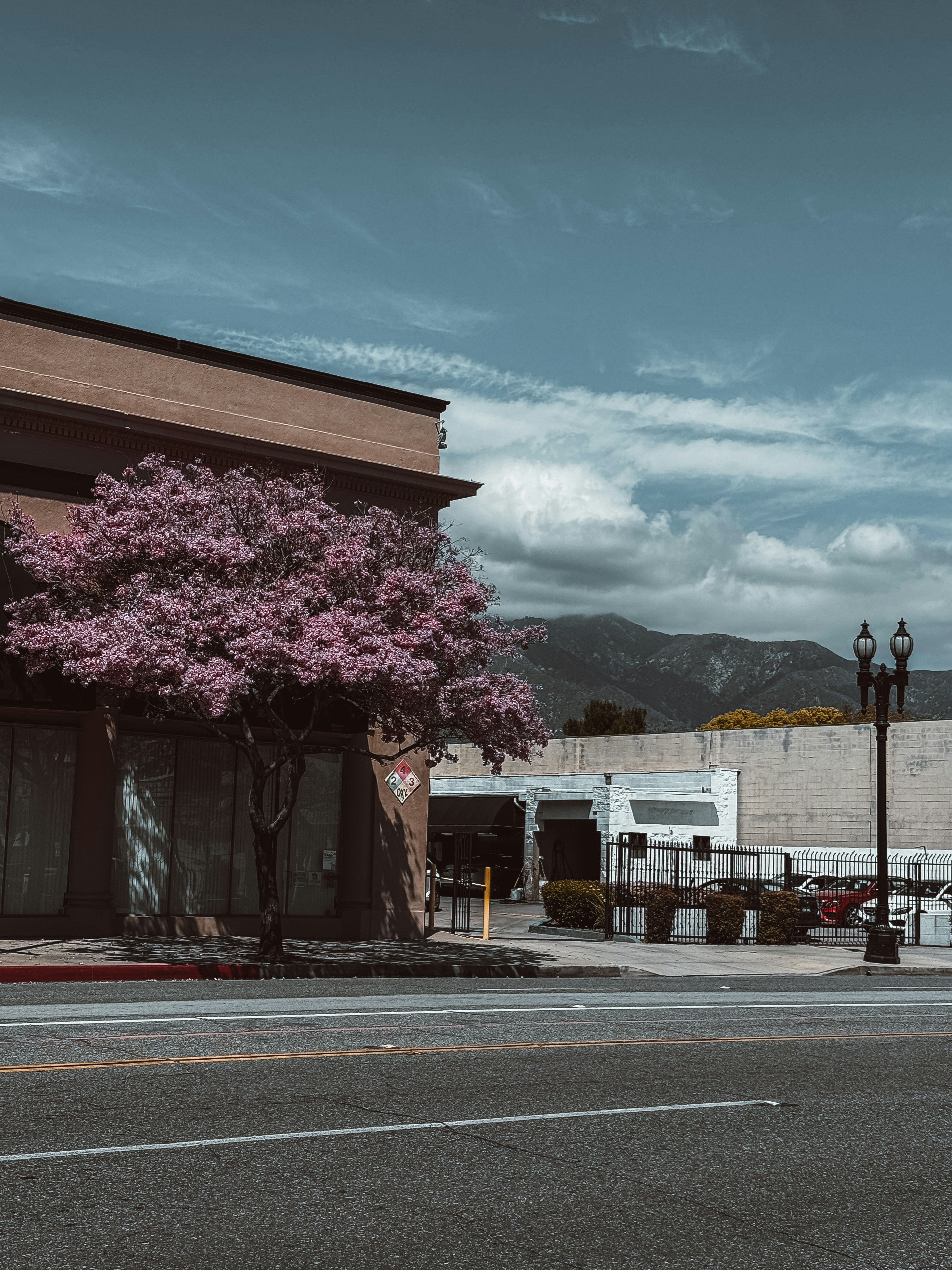 Pink Blossom Corner Framing the Quiet Street and Distant Peaks