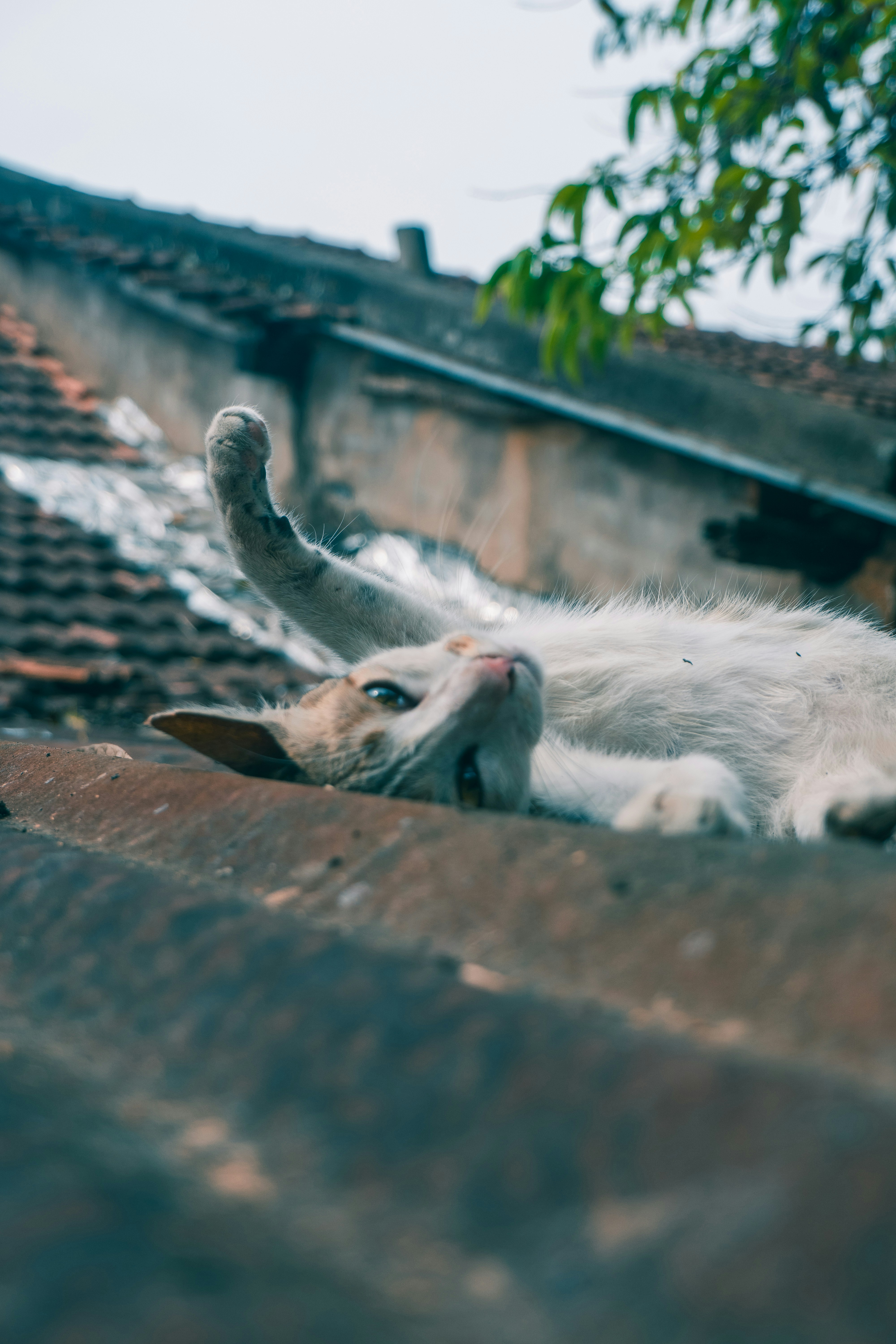 A white cat lounges on a weathered rooftop, one paw raised, with tiled and brick textures fading into a soft background.