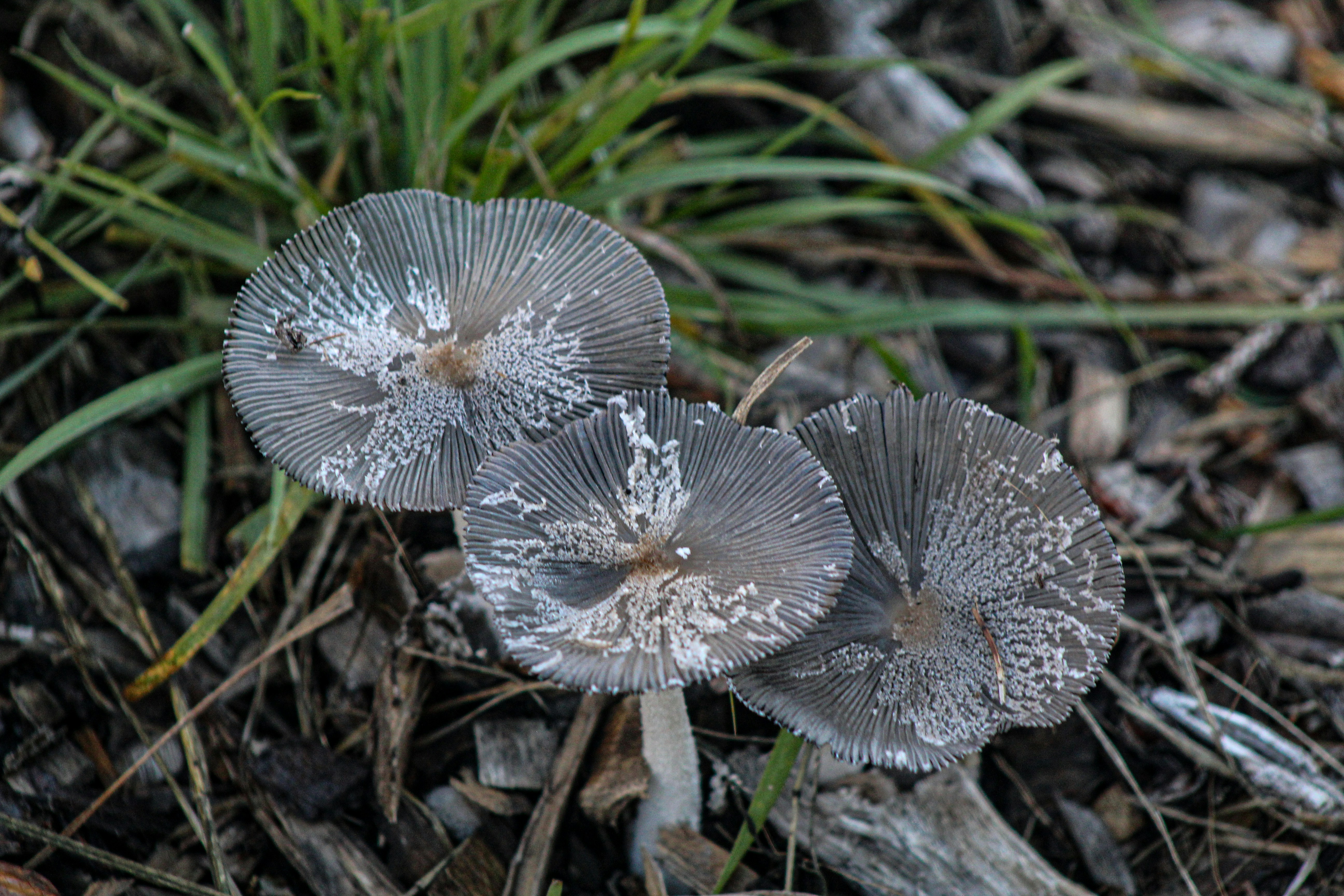 Dew-dusted Umbrella Mushrooms on a Pine Needle Stage