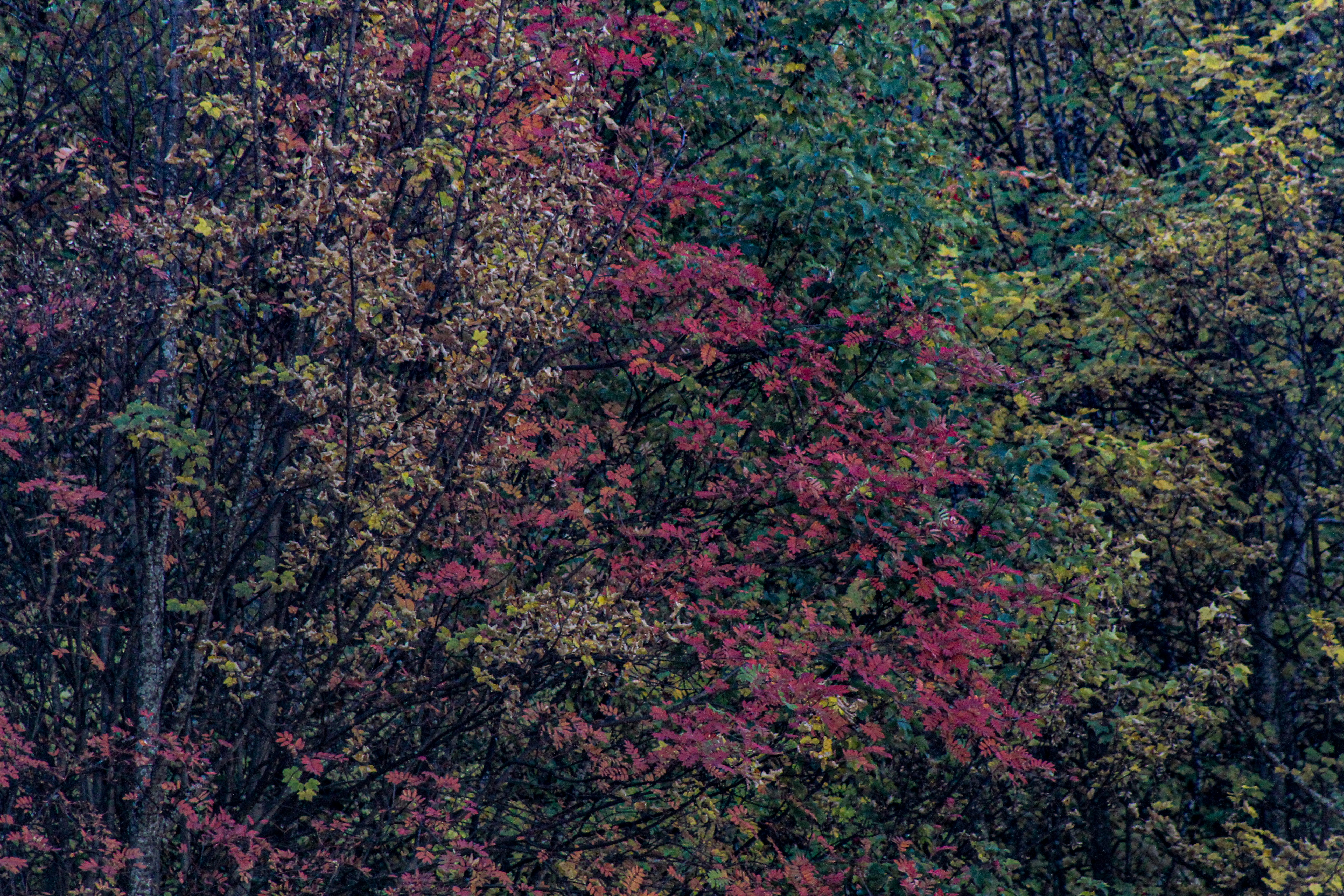 A forest filled with lots of trees covered in fall colors photo – Free ...