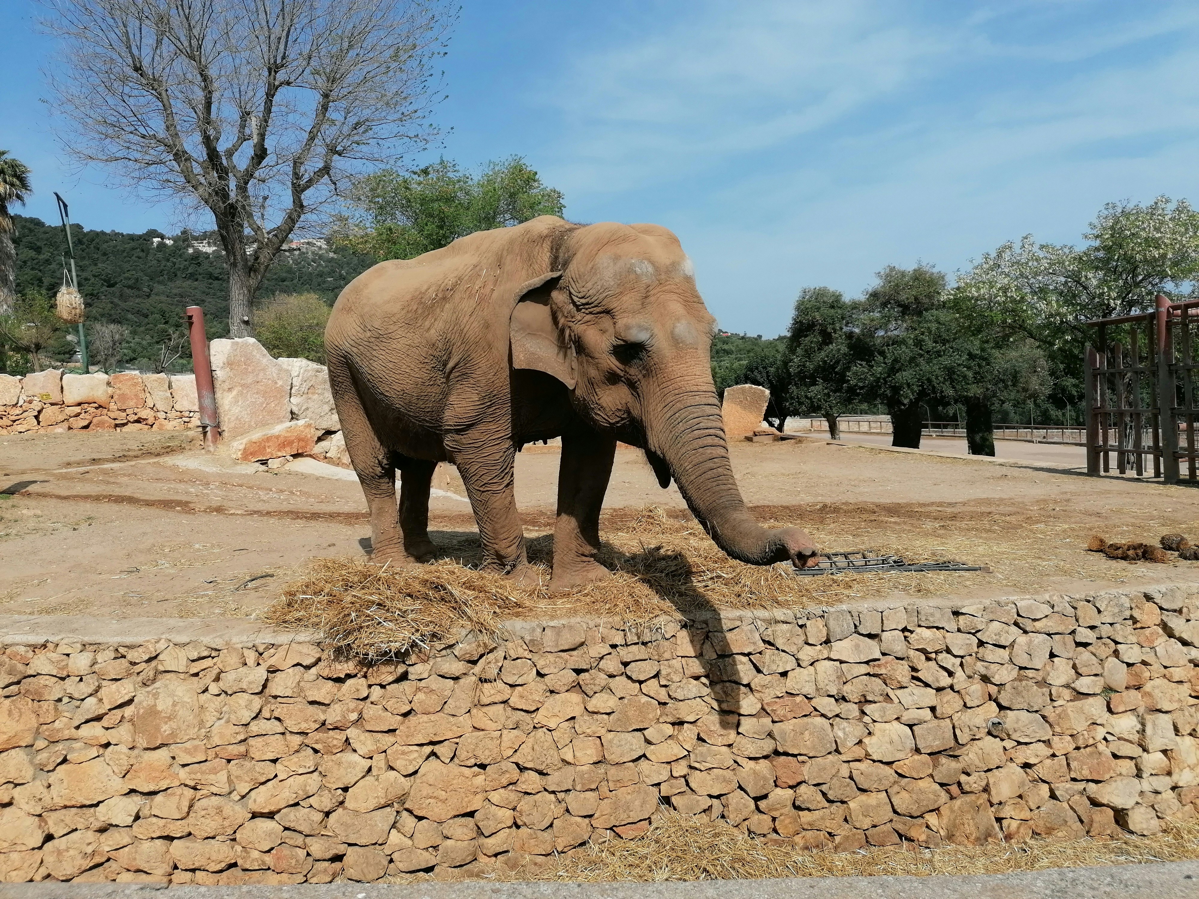 Elephant standing on a dry grass field with stone walls and sparse trees under a clear blue sky.