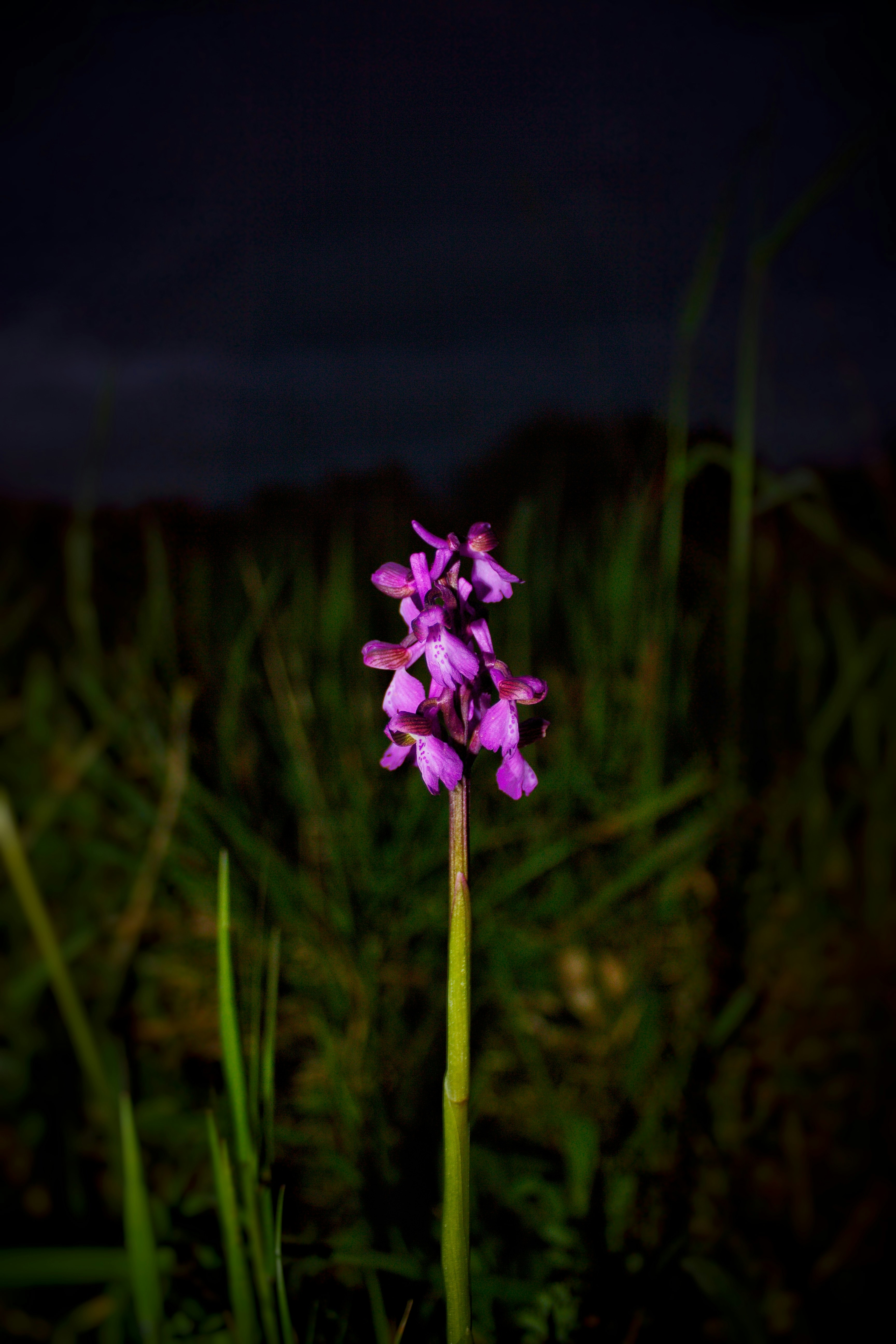 Night Bloom: a solitary violet spike piercing the grass
