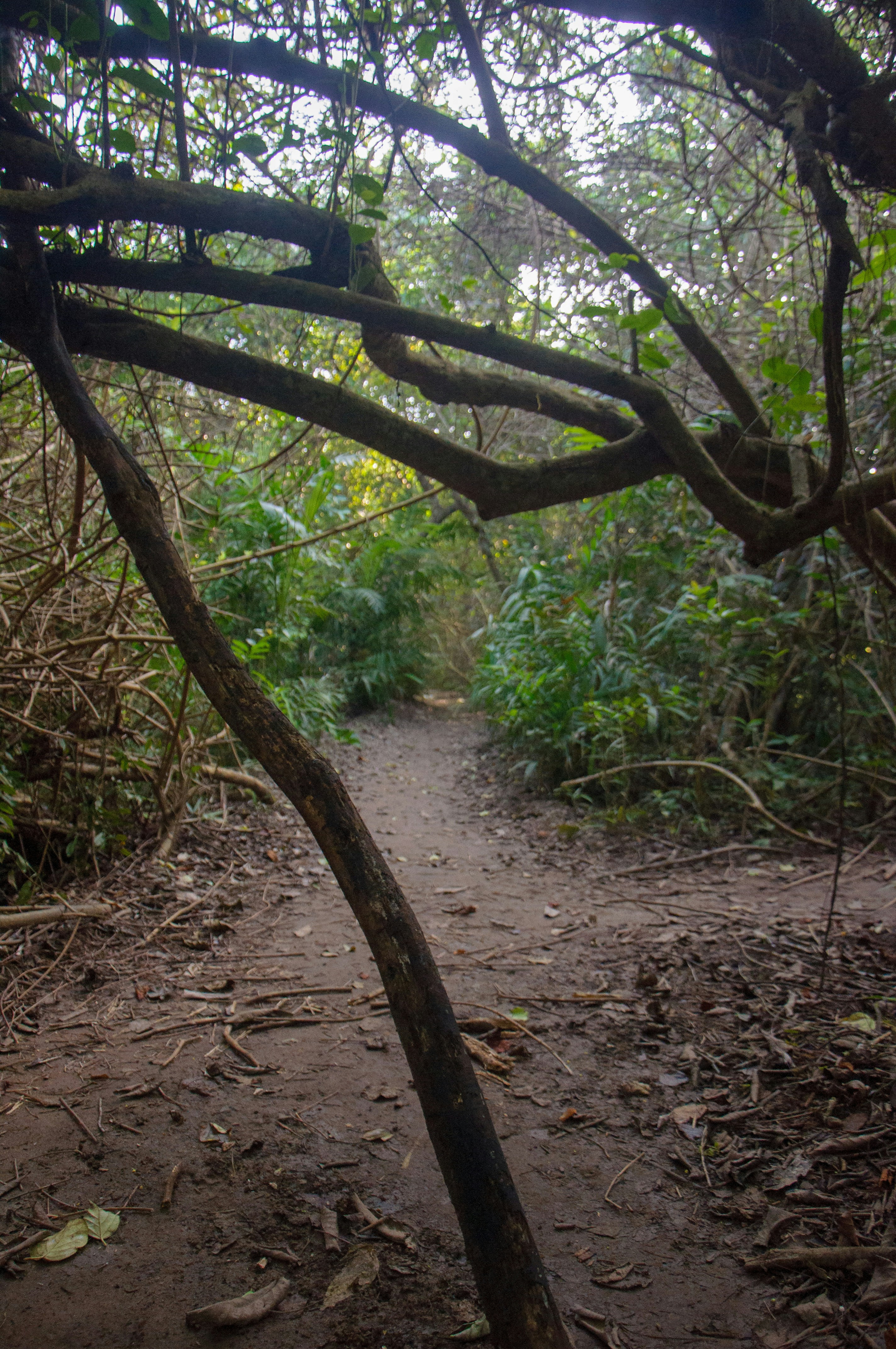 A path in the woods with a tree branch sticking out of it photo – Free ...