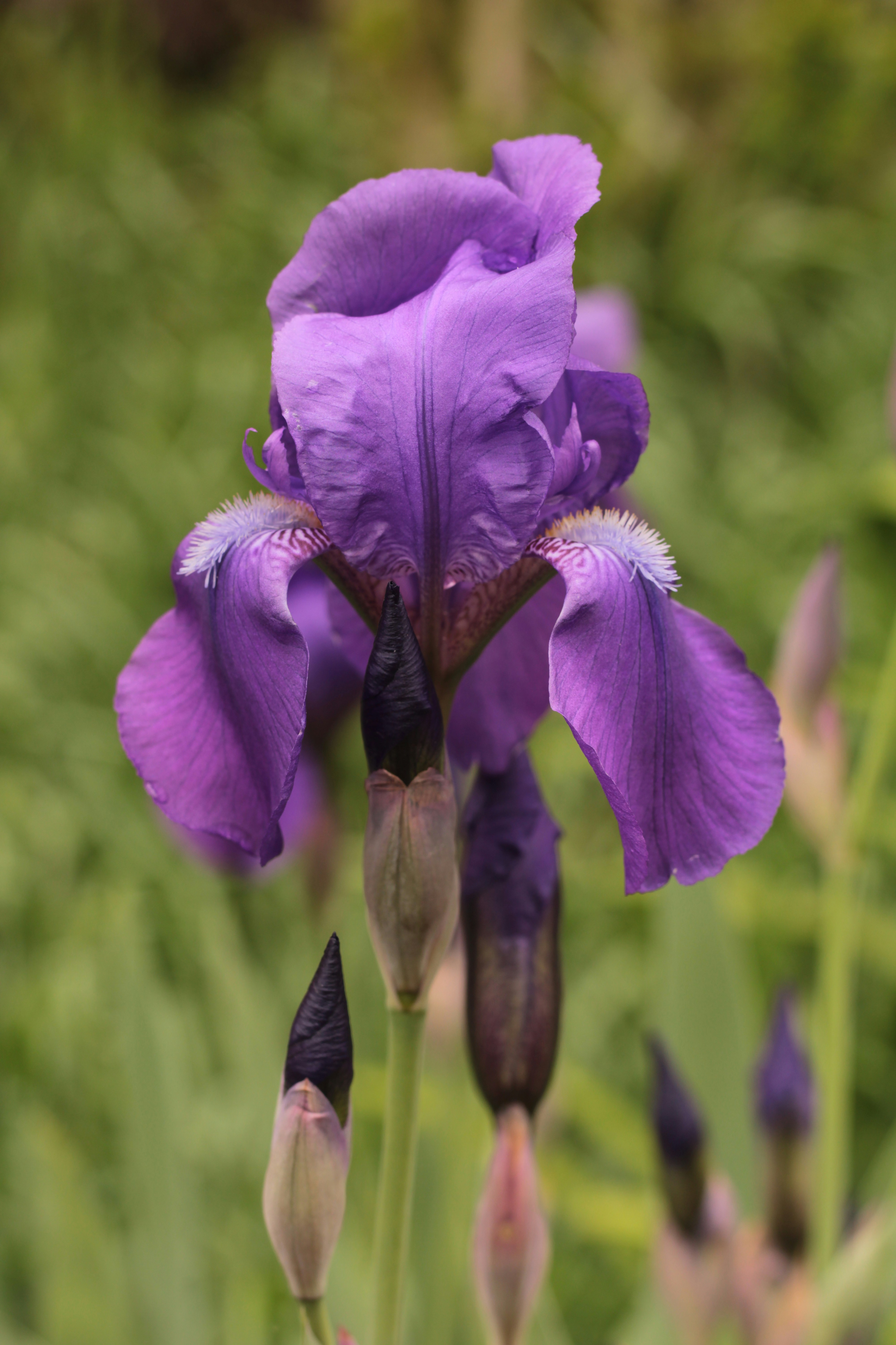 Photo by Theo Lonic with Canon EOS 2000D