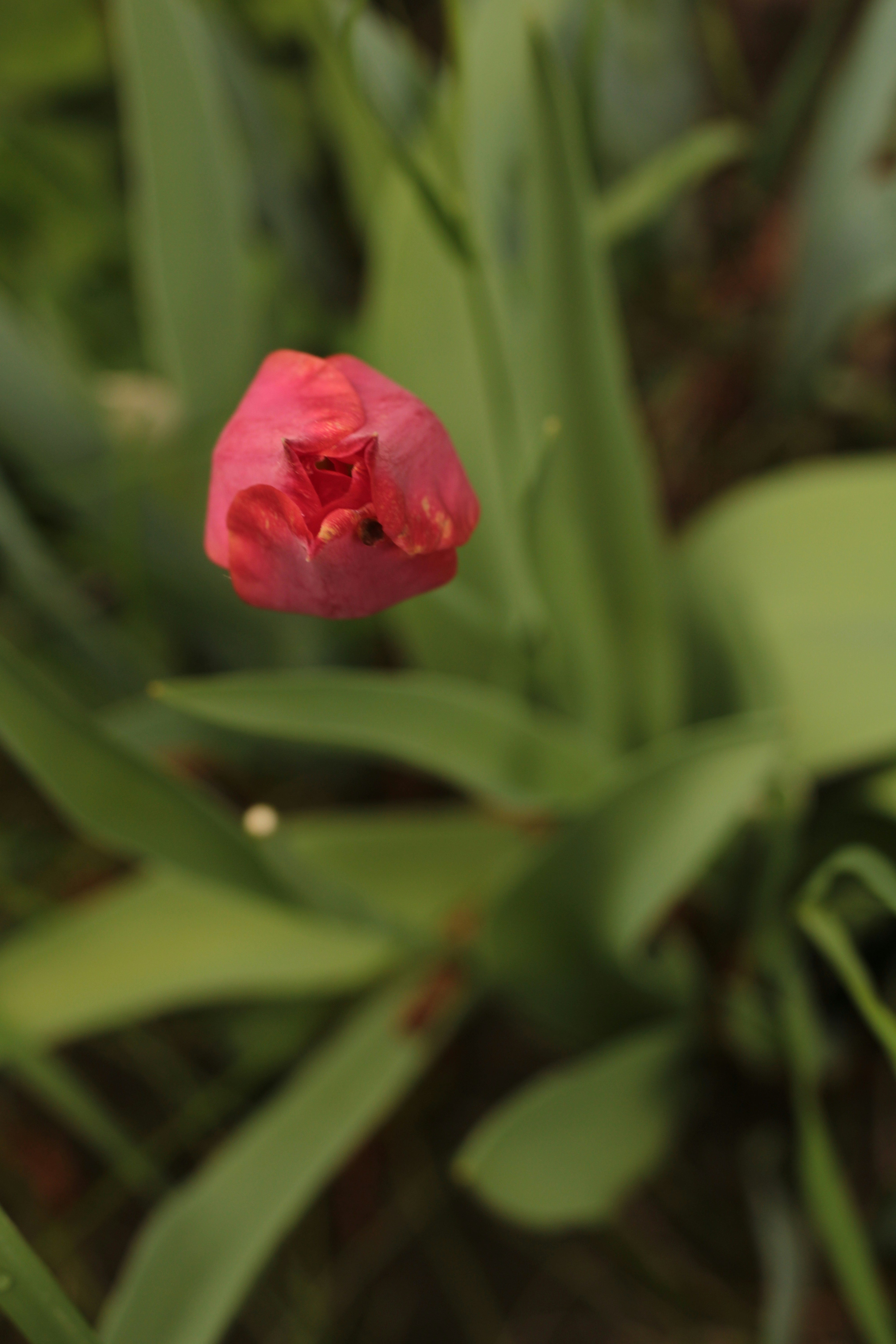 The Quiet Bloom: A Tulip's Secret Unveiled