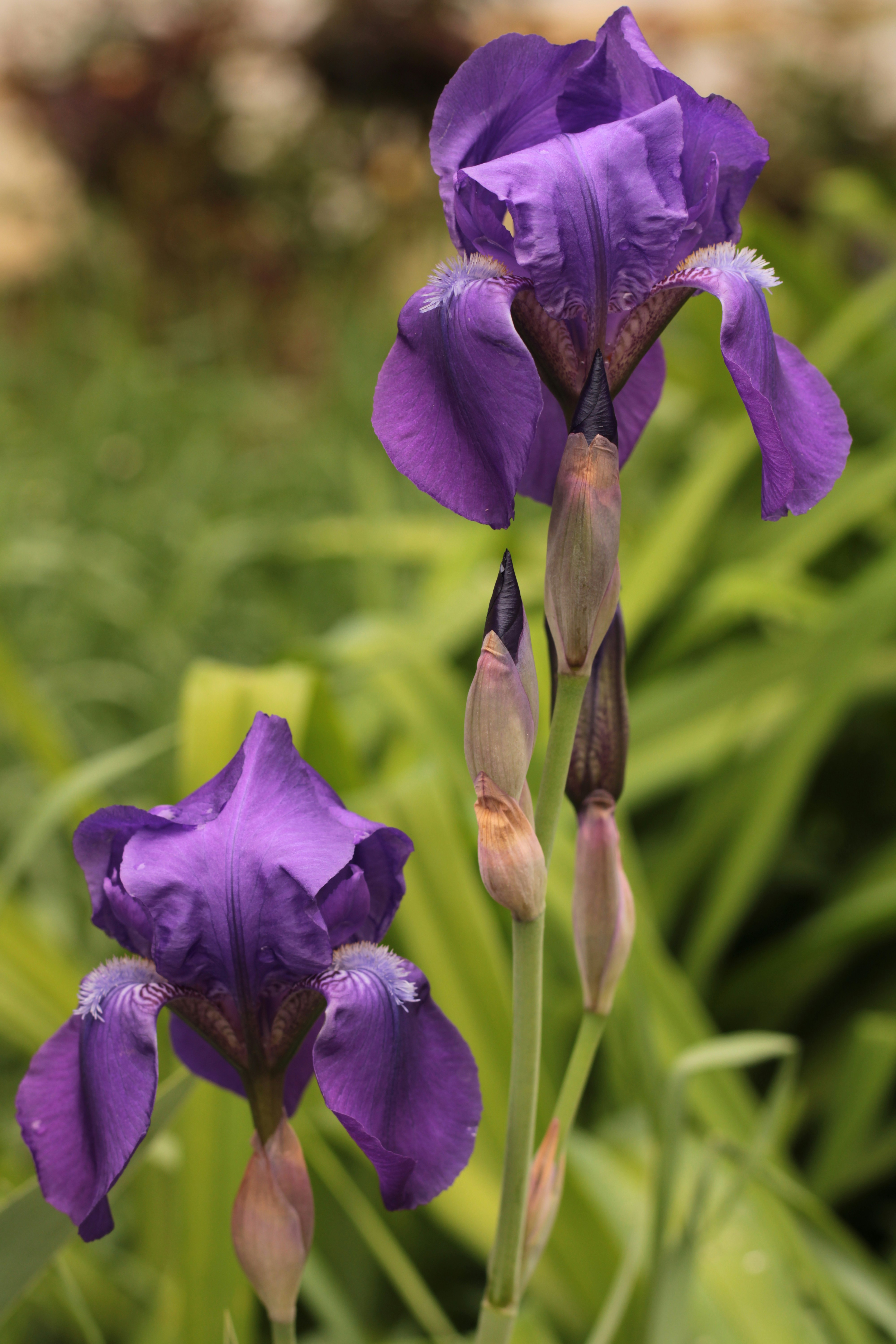 Photo by Theo Lonic with Canon EOS 2000D