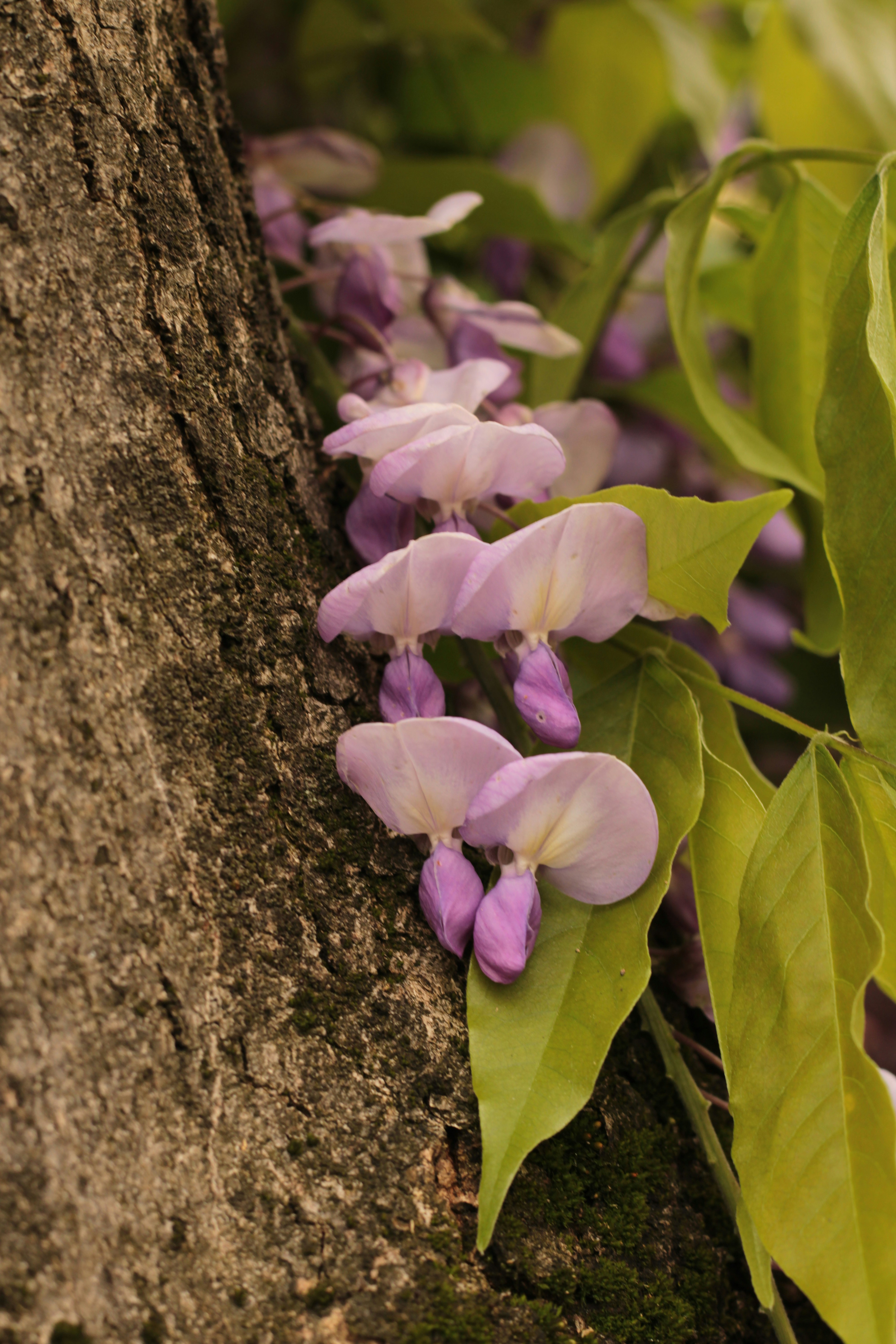 Purple blossom cascade along the tree trunk