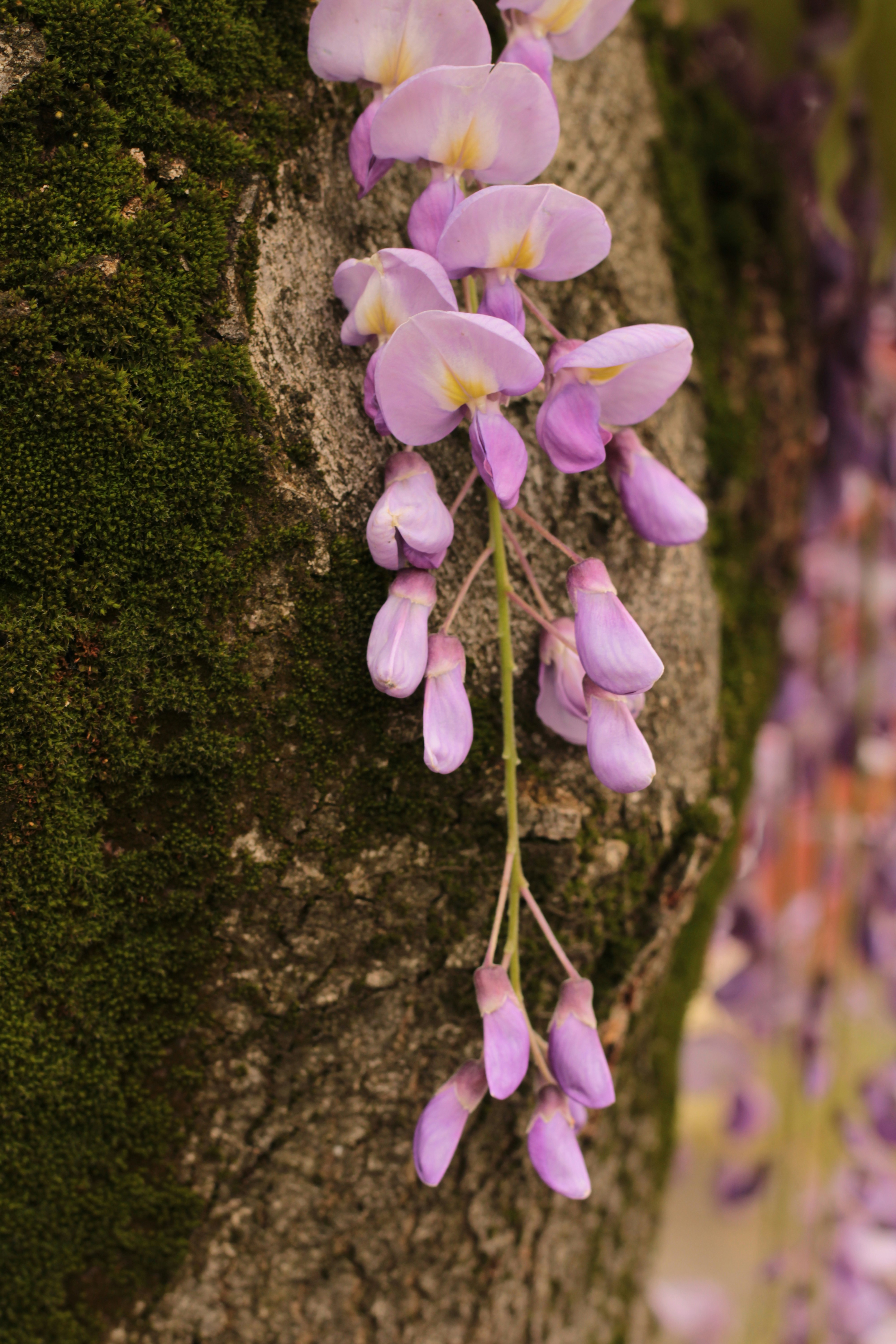 Foto Seikat bunga yang ada di atas batu – Gambar Bunga ungu Gratis di ...
