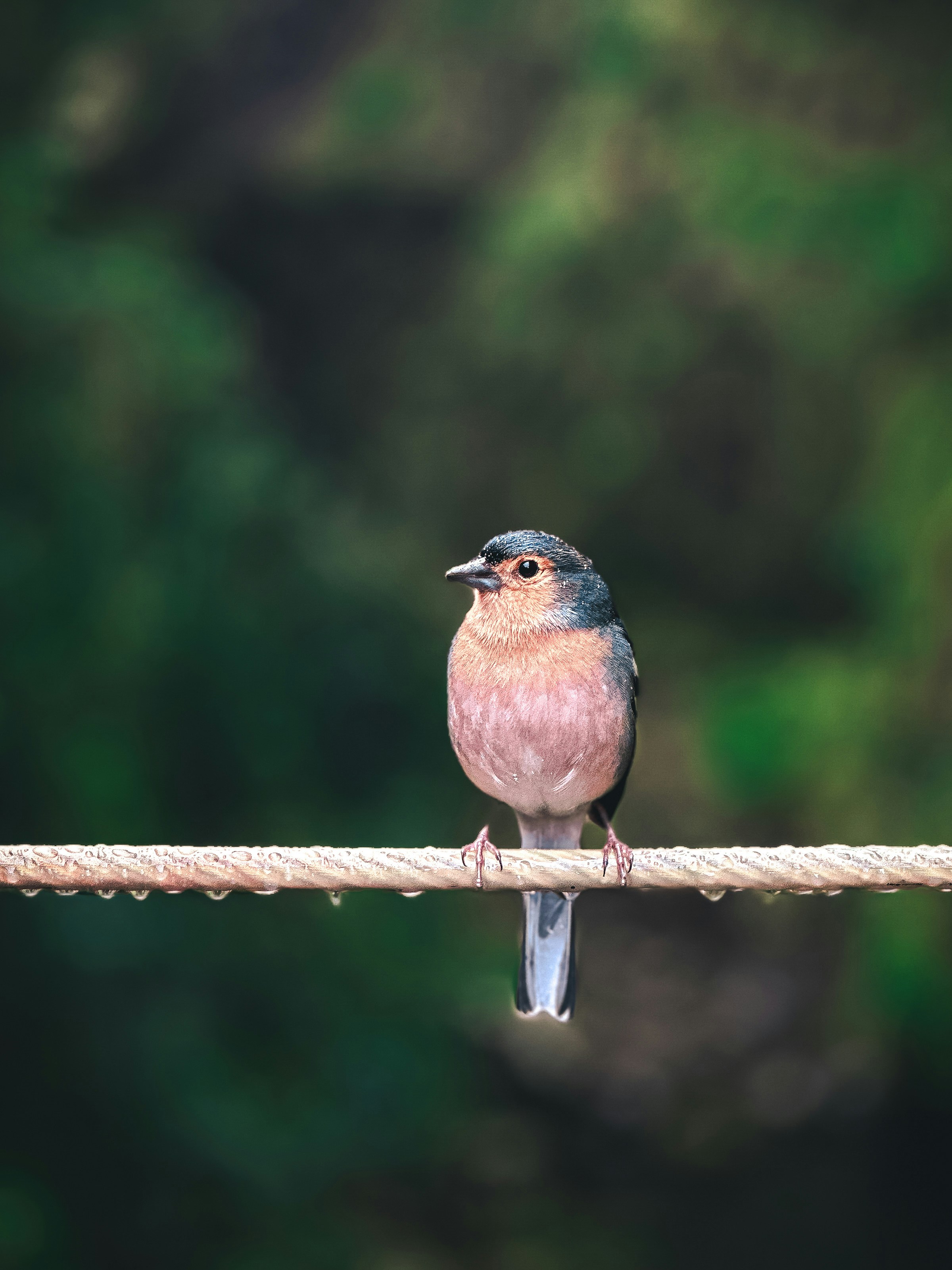 Perched on a Rope: A Robin’s Quiet Portrait in Emerald Blur