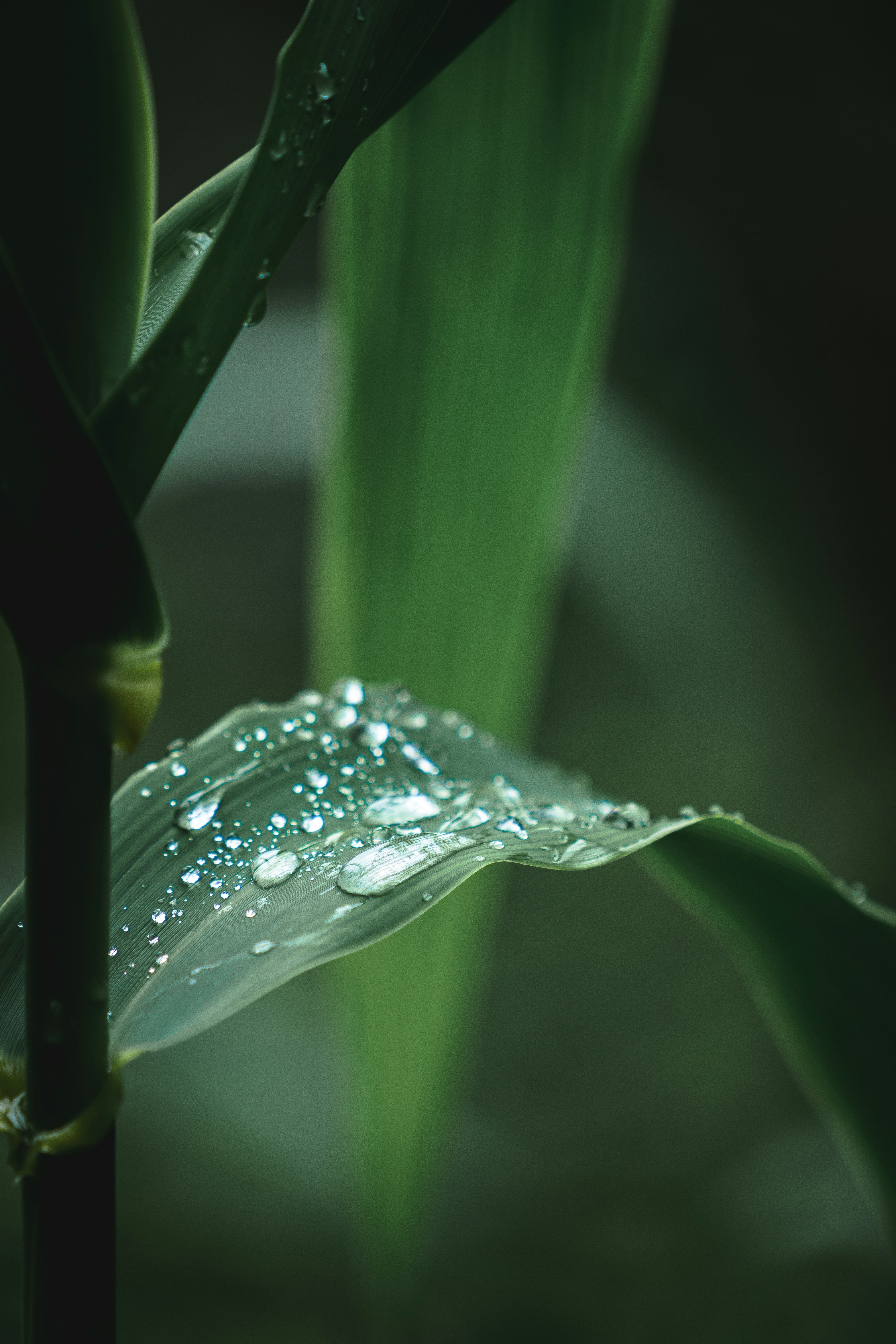 Close-up of a green leaf with dew droplets, captured with shallow depth of field against a dark background.