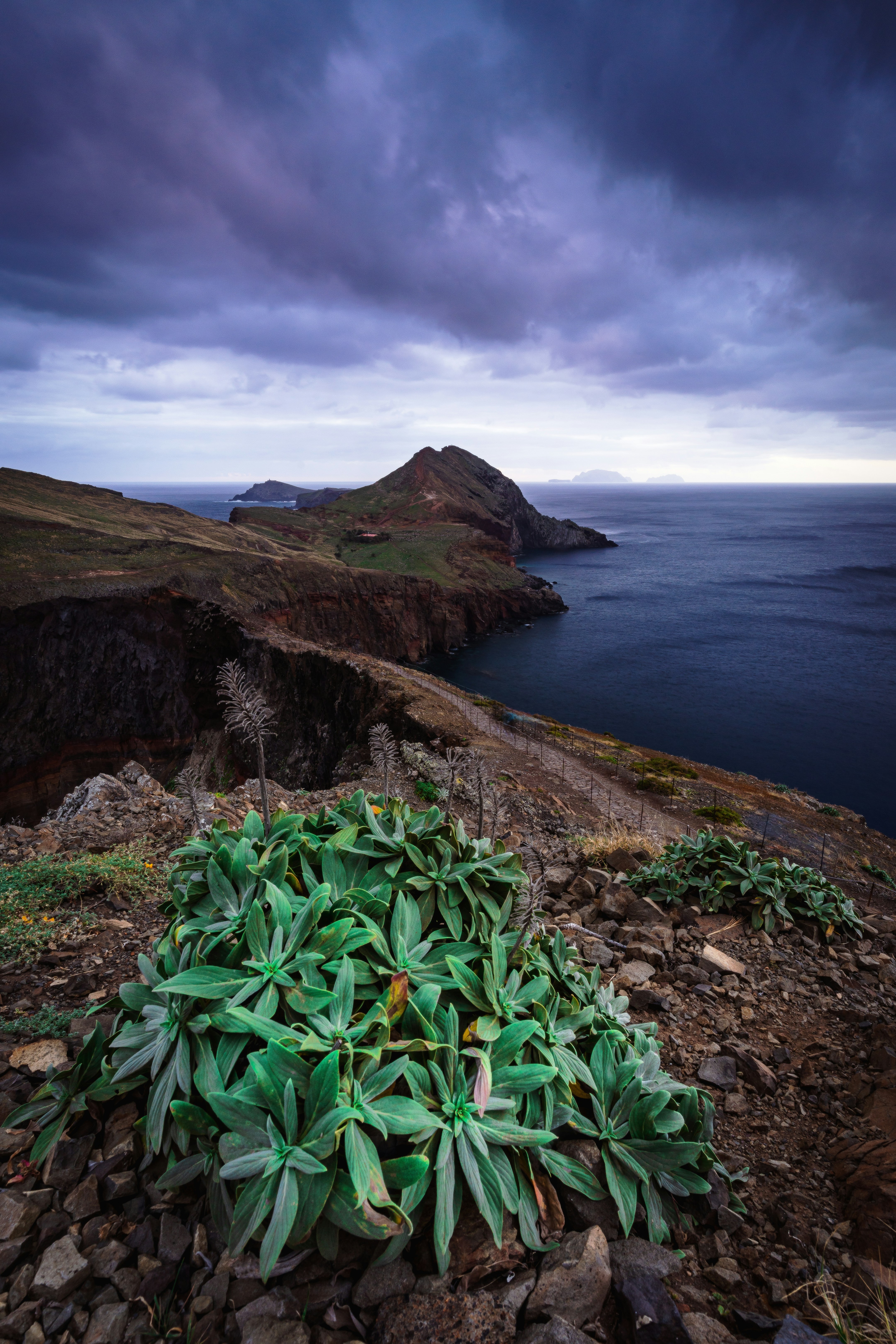 Verdant Sentinel at the Edge: Succulents Framing a Rugged Atlantic Outcrop
