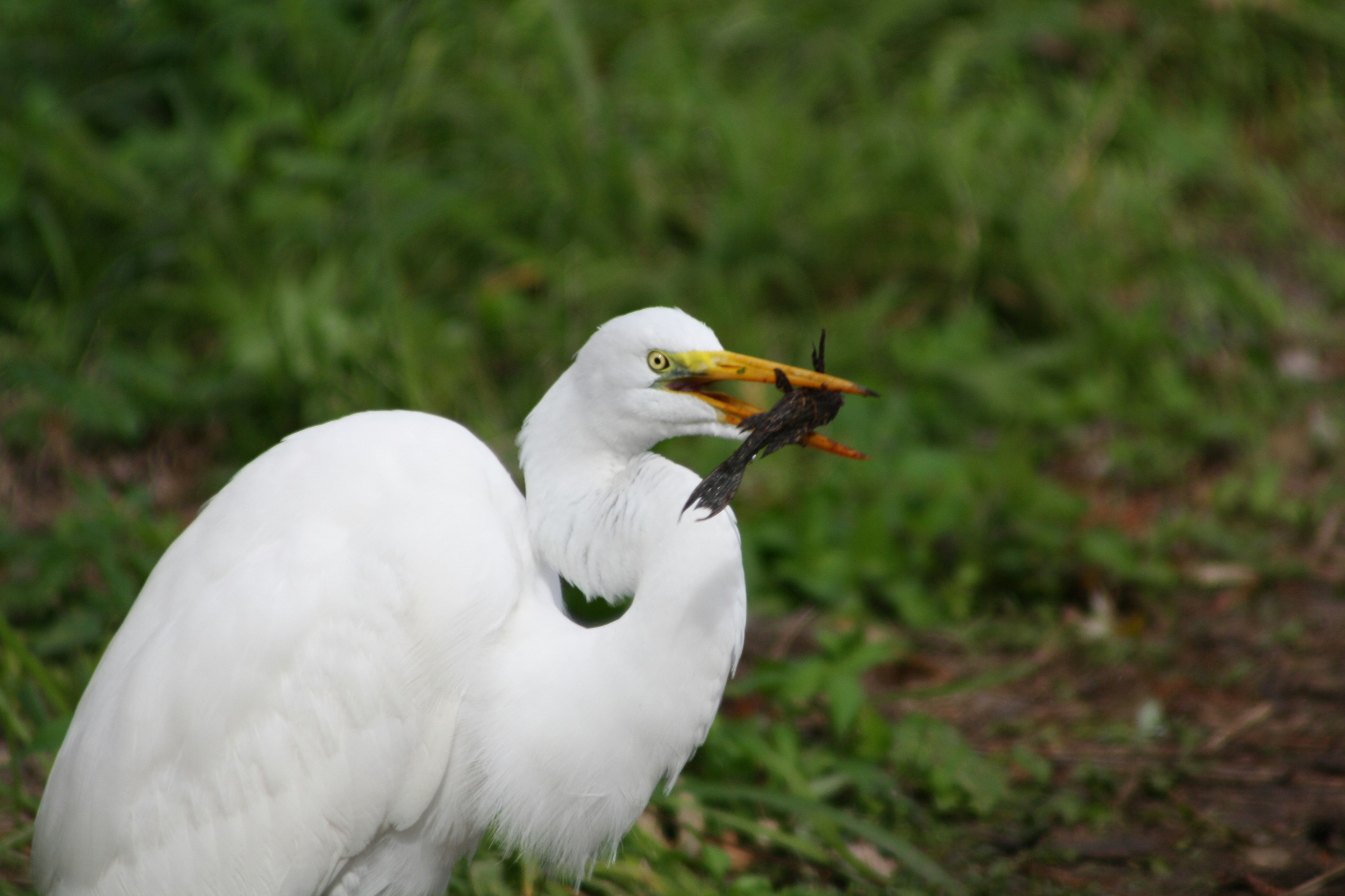 a white bird with a fish in its mouth