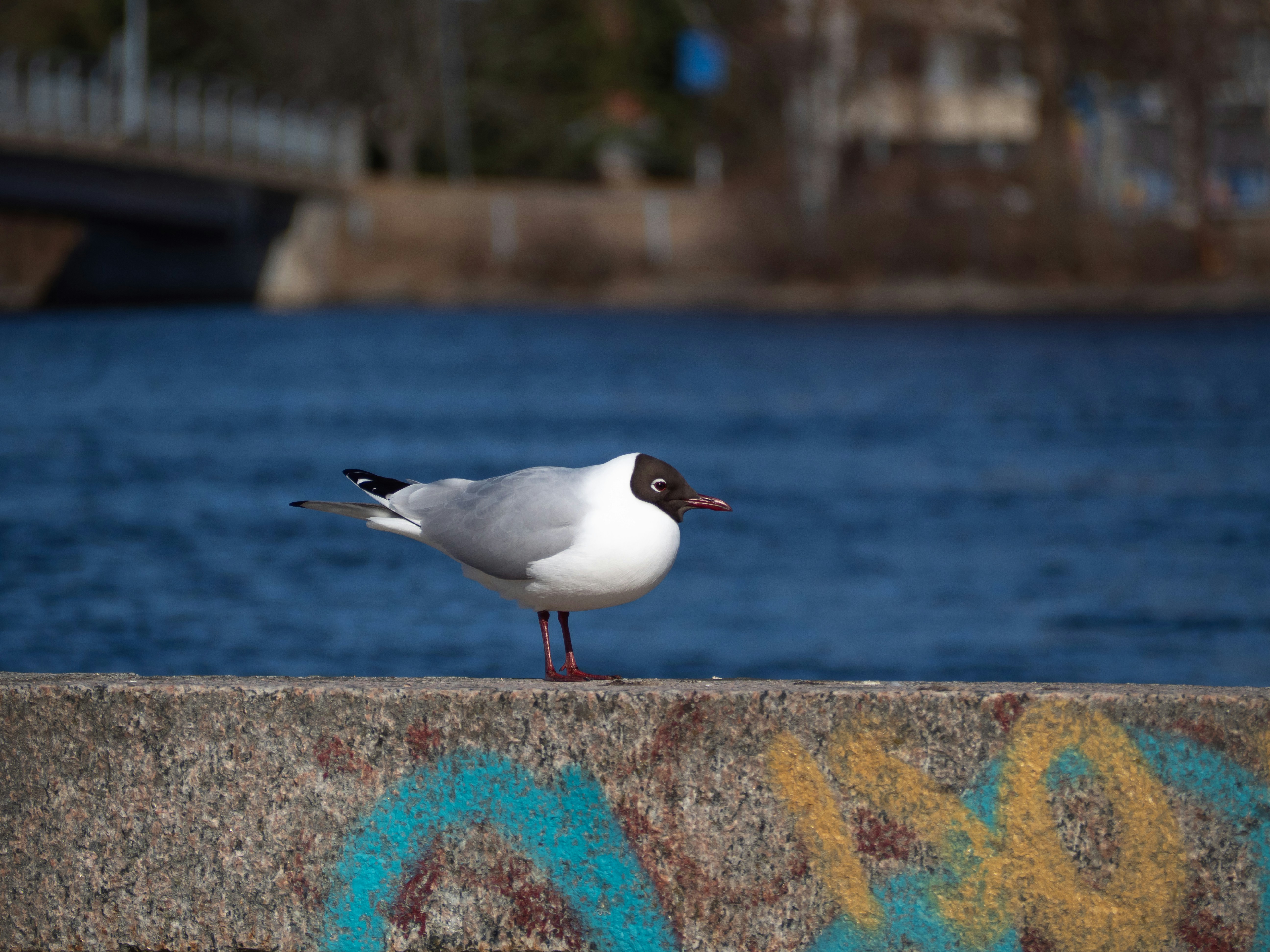 Photo by Aleksi Partanen with Olympus OM-D E-M1 Mark II