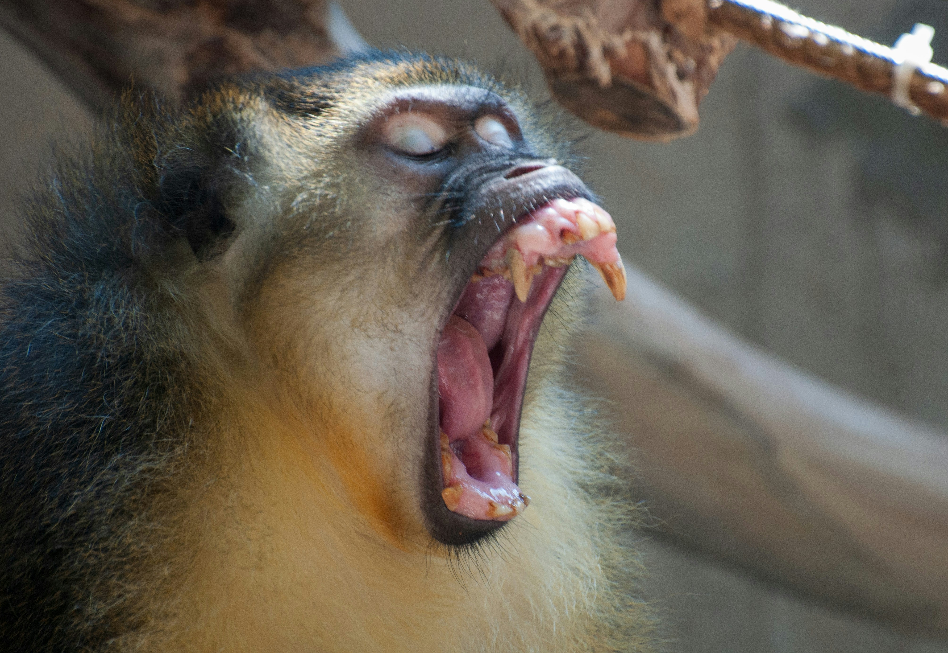 Capuchin Yawn: Close-Up of Teeth and Golden Fur